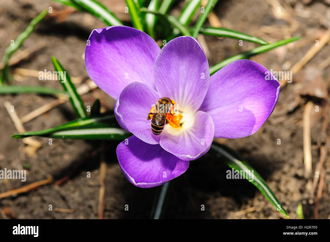 honey bee at violet crocus flower Stock Photo - Alamy