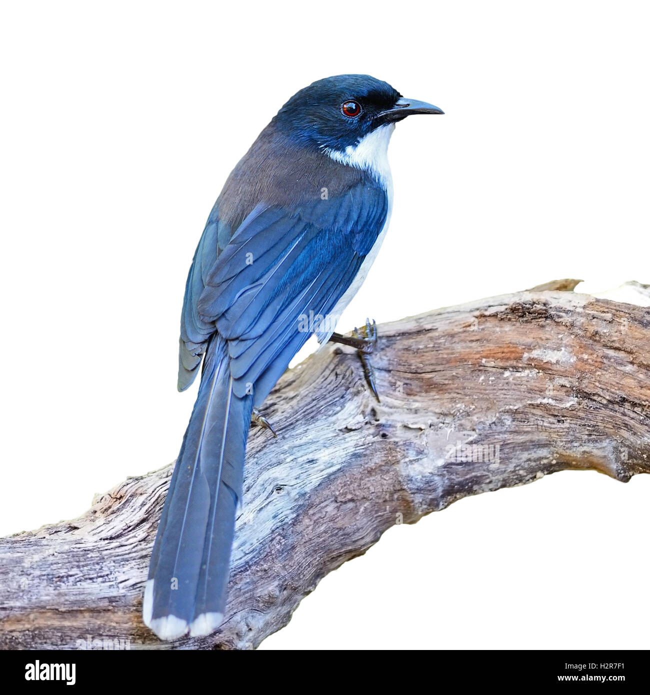 Black capped sibia hi-res stock photography and images - Alamy
