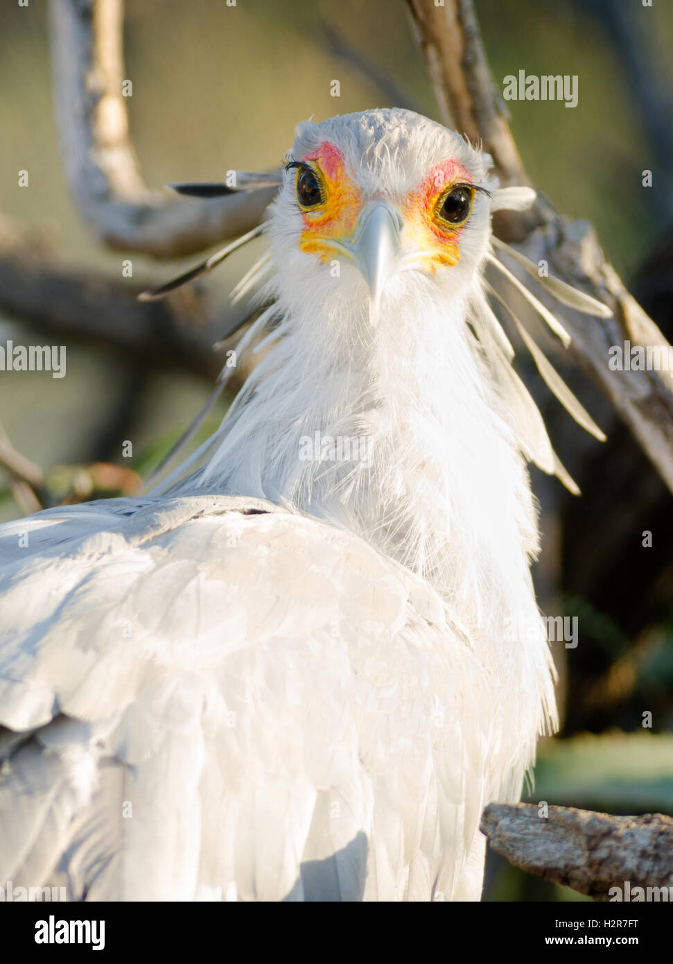 Large raptor hi-res stock photography and images - Alamy