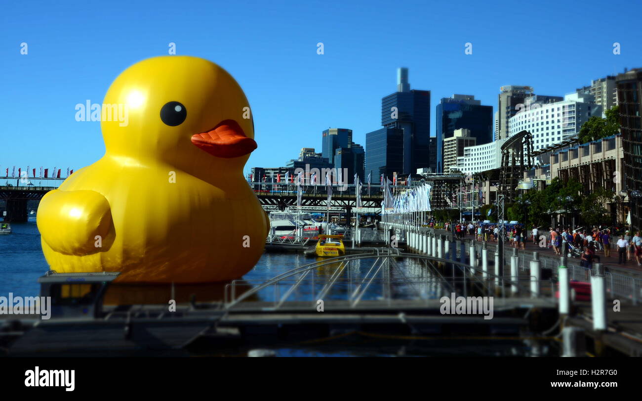 Sydney, Australia - Jan 5, 2013. Giant rubber duck floats in Darling ...