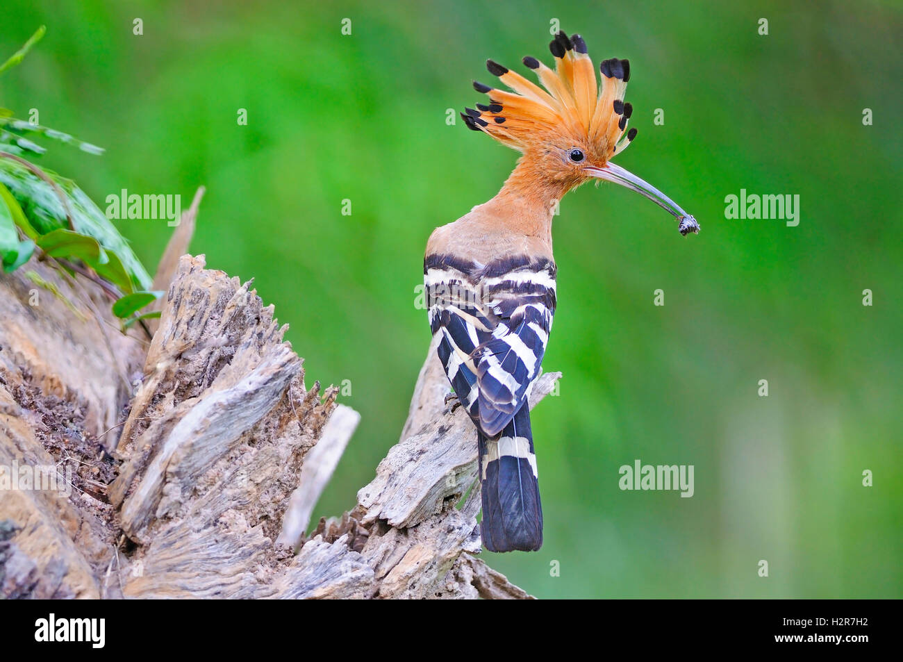 Asian hoopoe hi-res stock photography and images - Alamy