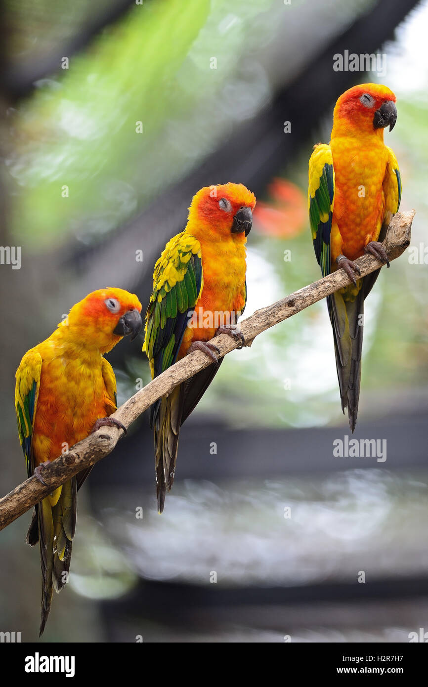 Yellow parrot sun conure hi-res stock photography and images - Alamy