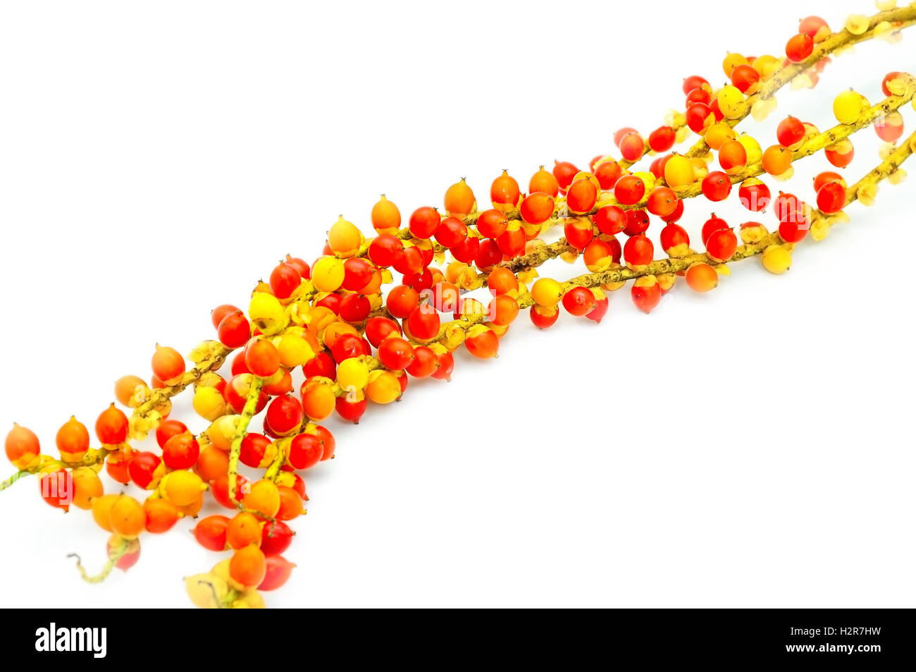 Fruit plam hi-res stock photography and images - Alamy