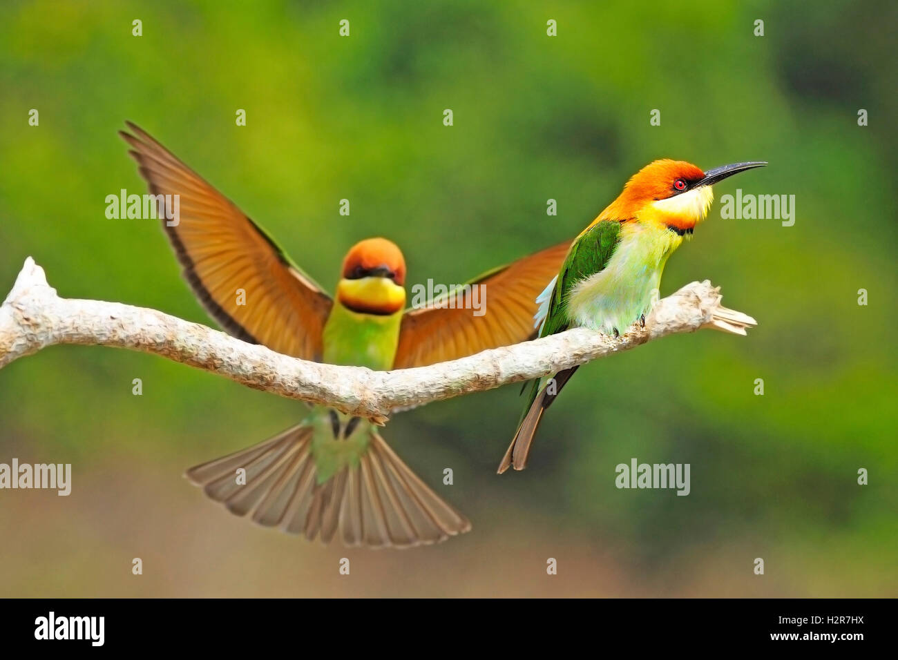 Chestnut-headed Bee eater Stock Photo - Alamy