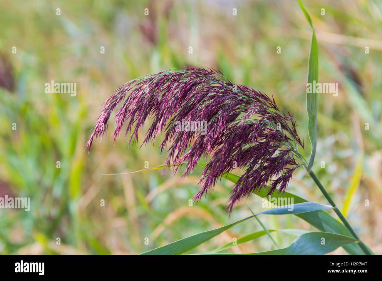 Common yellow sedge hi-res stock photography and images - Alamy