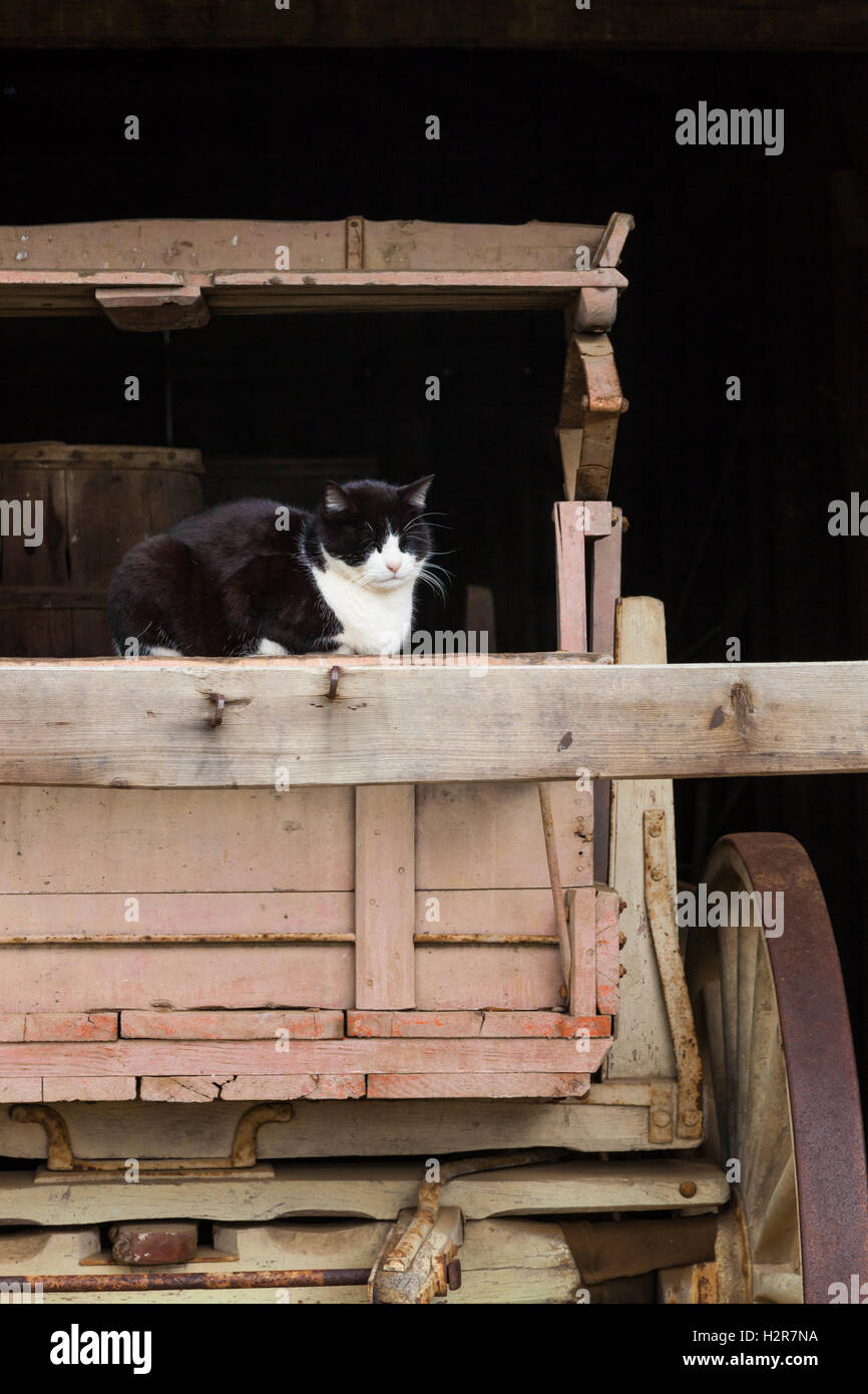 A black and white cat relaxes in a barn on a farm Stock Photo - Alamy