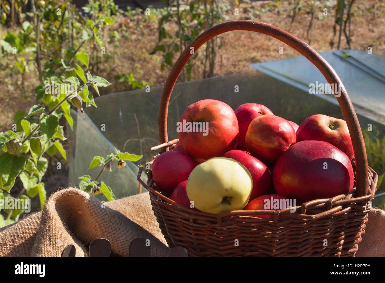 Basket with apples in the garden. Autumn harvest fruit. Basket full of ...