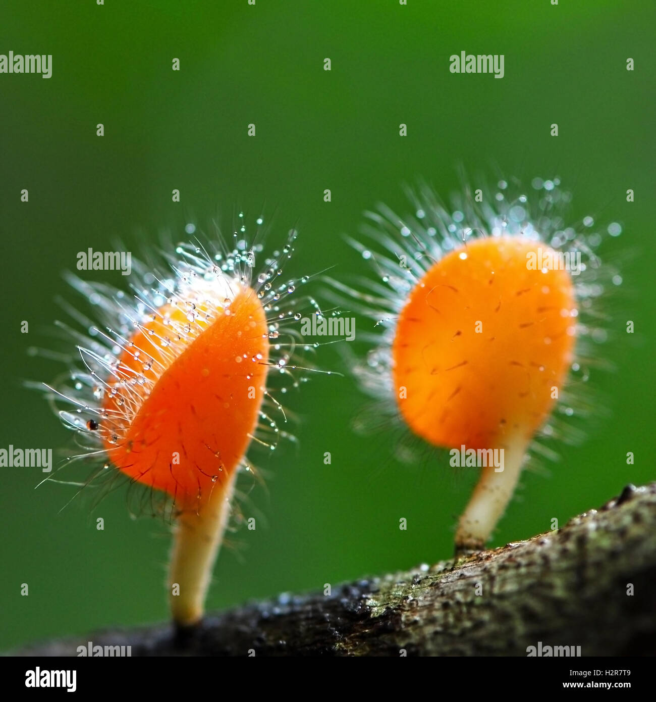 Beauty of fungi hi-res stock photography and images - Alamy