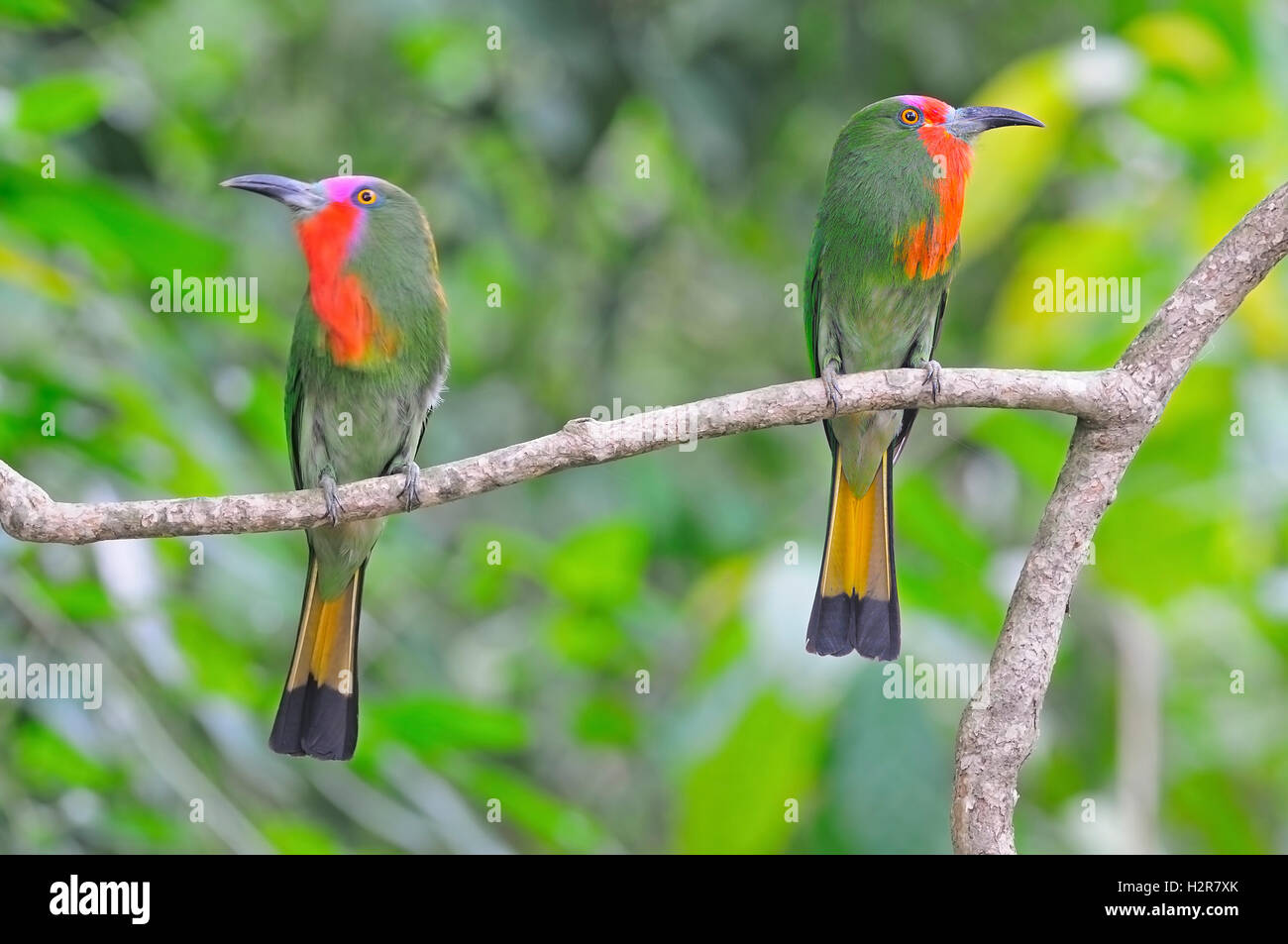 Red bearded bee eater hi-res stock photography and images - Alamy
