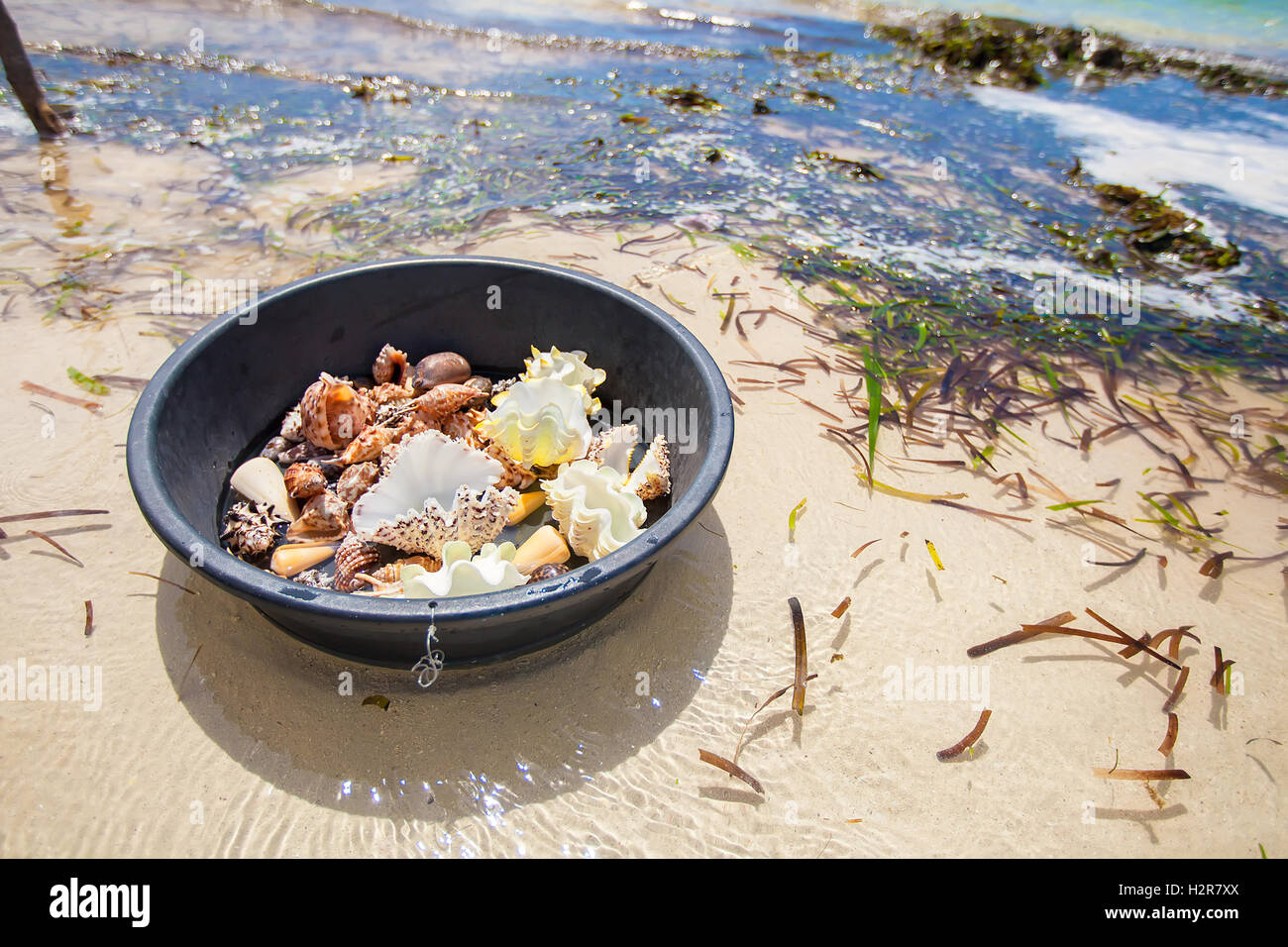 Beautiful colorful seashells in a basin on tropical island Stock Photo ...