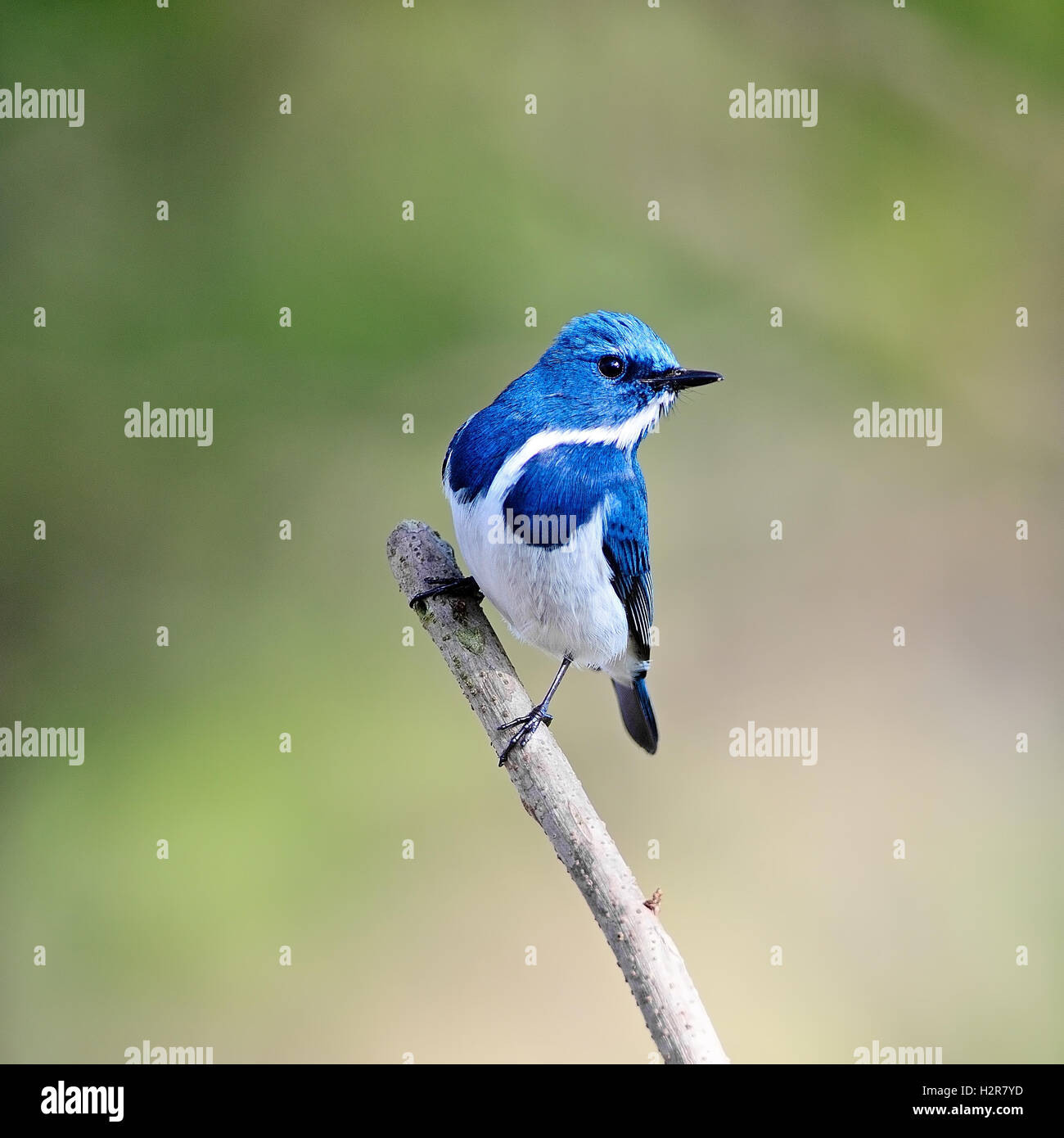 male Ultramarine Flycatcher Stock Photo - Alamy