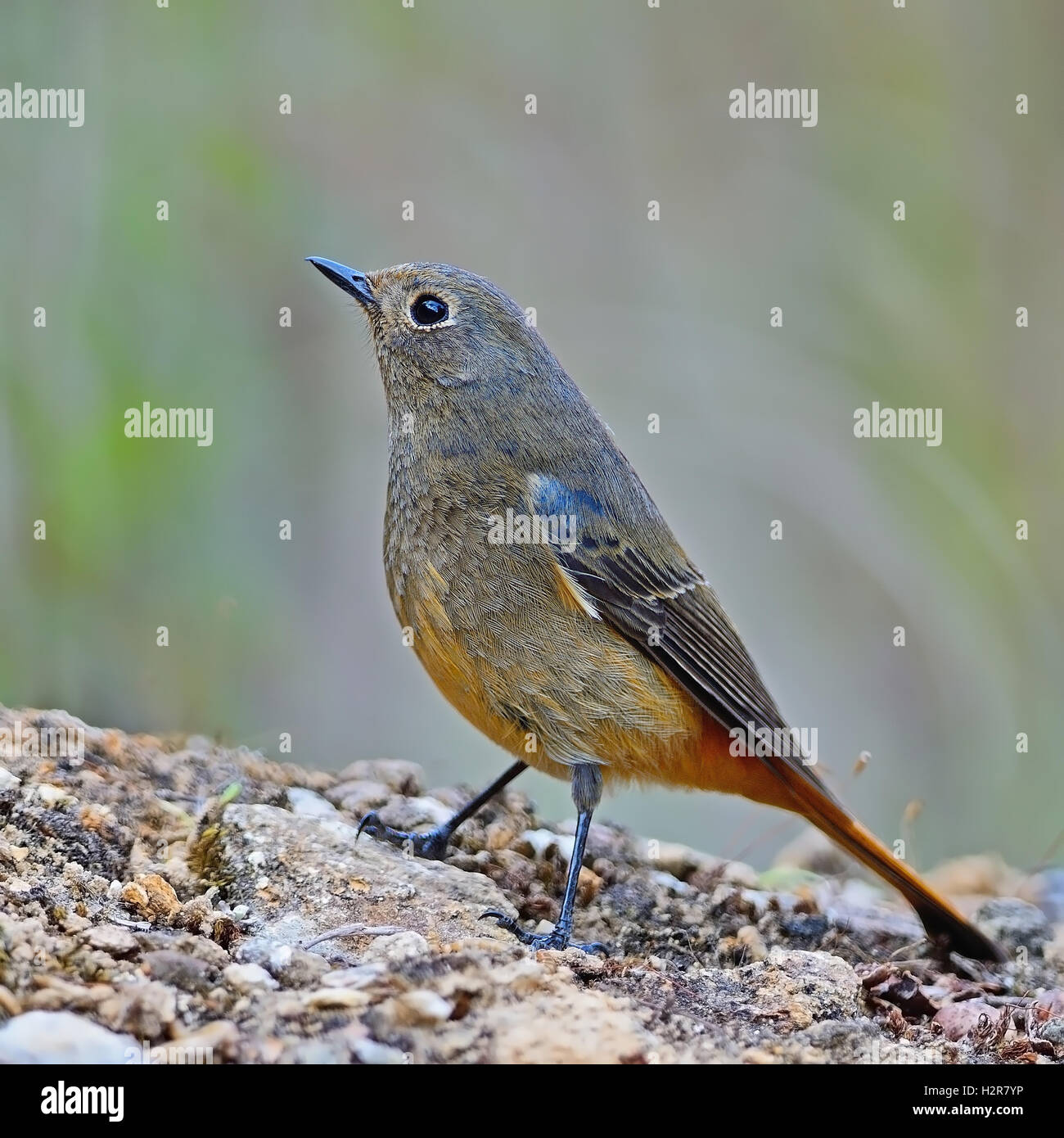 female Blue-fronted Redstart Stock Photo - Alamy