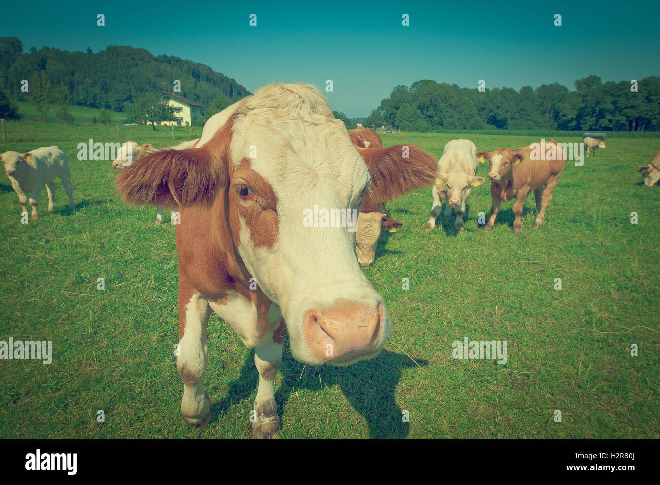 Cow germany hi-res stock photography and images - Alamy