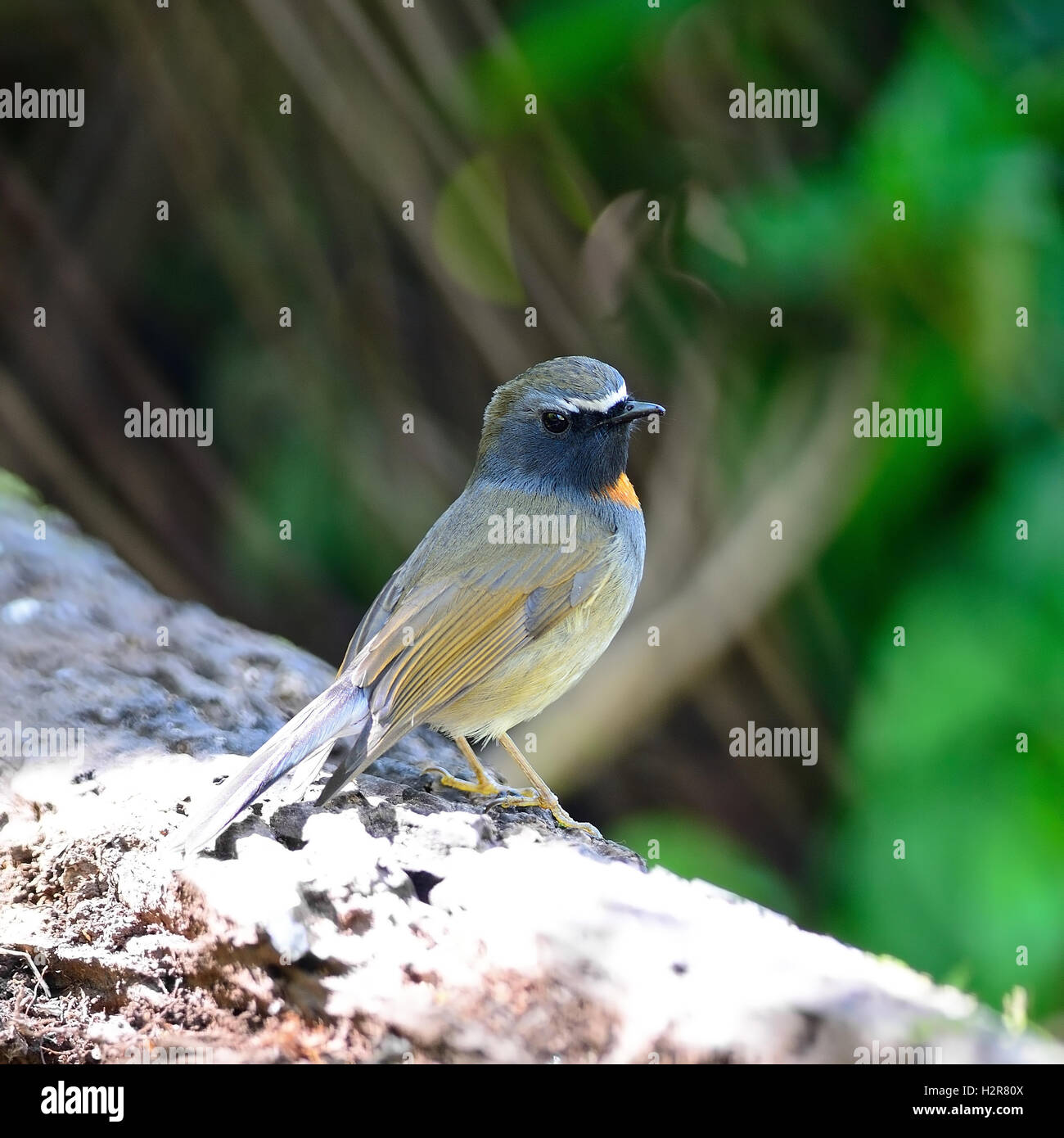male Rufous-gorgeted Flycatcher Stock Photo - Alamy