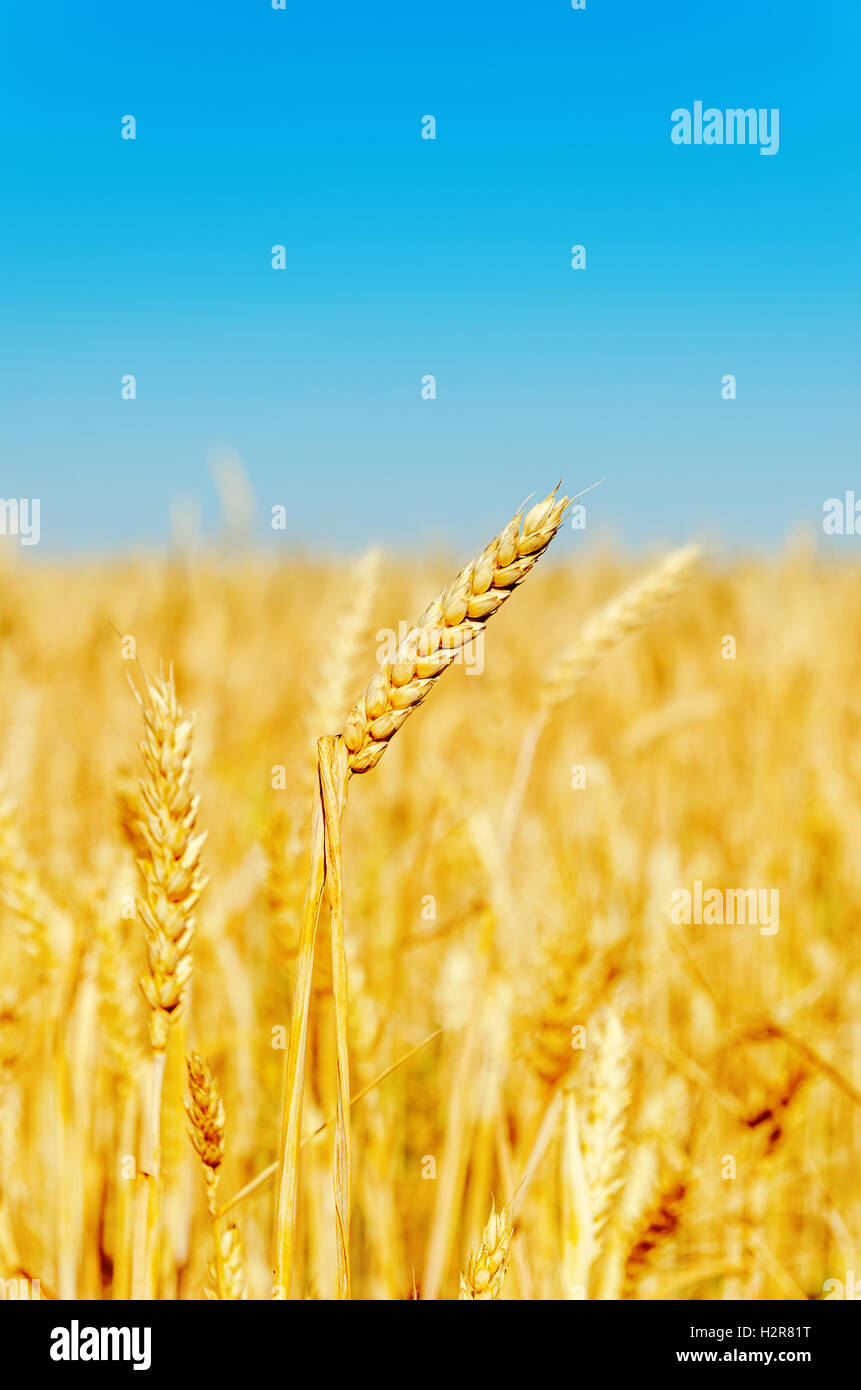 golden barley on field. soft focus Stock Photo - Alamy