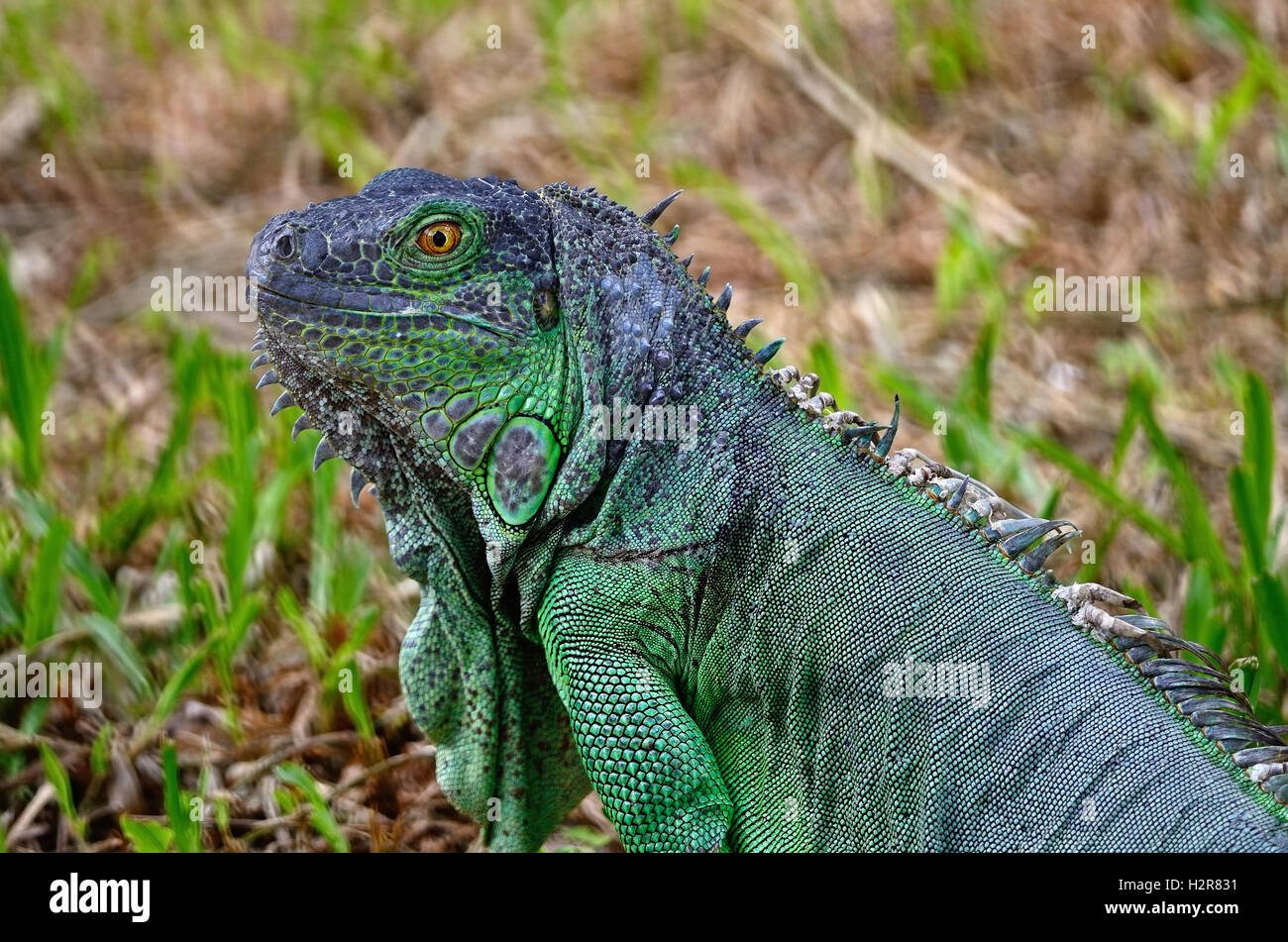 female Green Iguana Stock Photo - Alamy