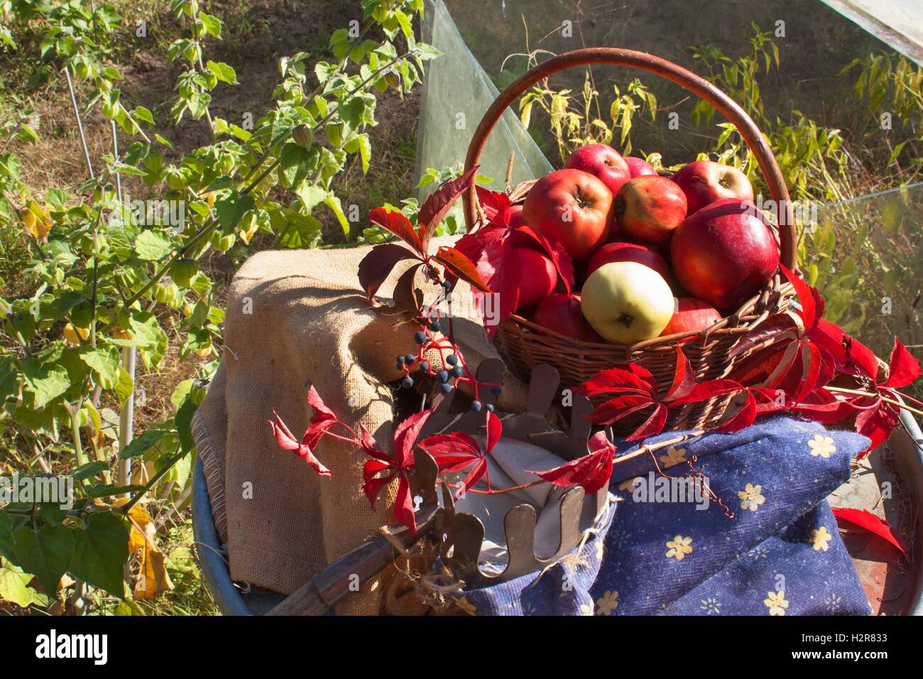 Basket with apples in the garden. Autumn harvest fruit. Basket full of ...