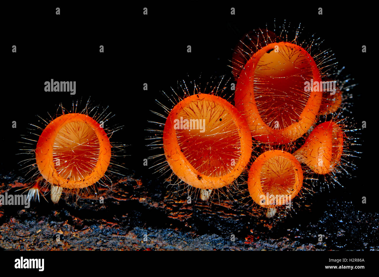 Beauty of fungi hi-res stock photography and images - Alamy