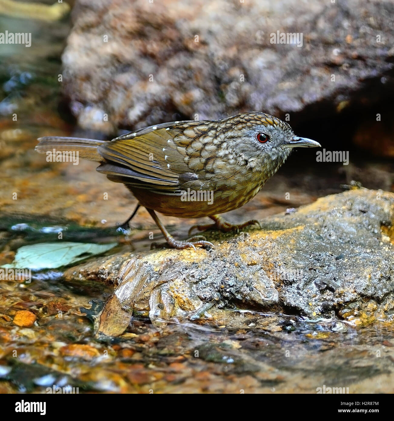 Streaked bird hi-res stock photography and images - Alamy