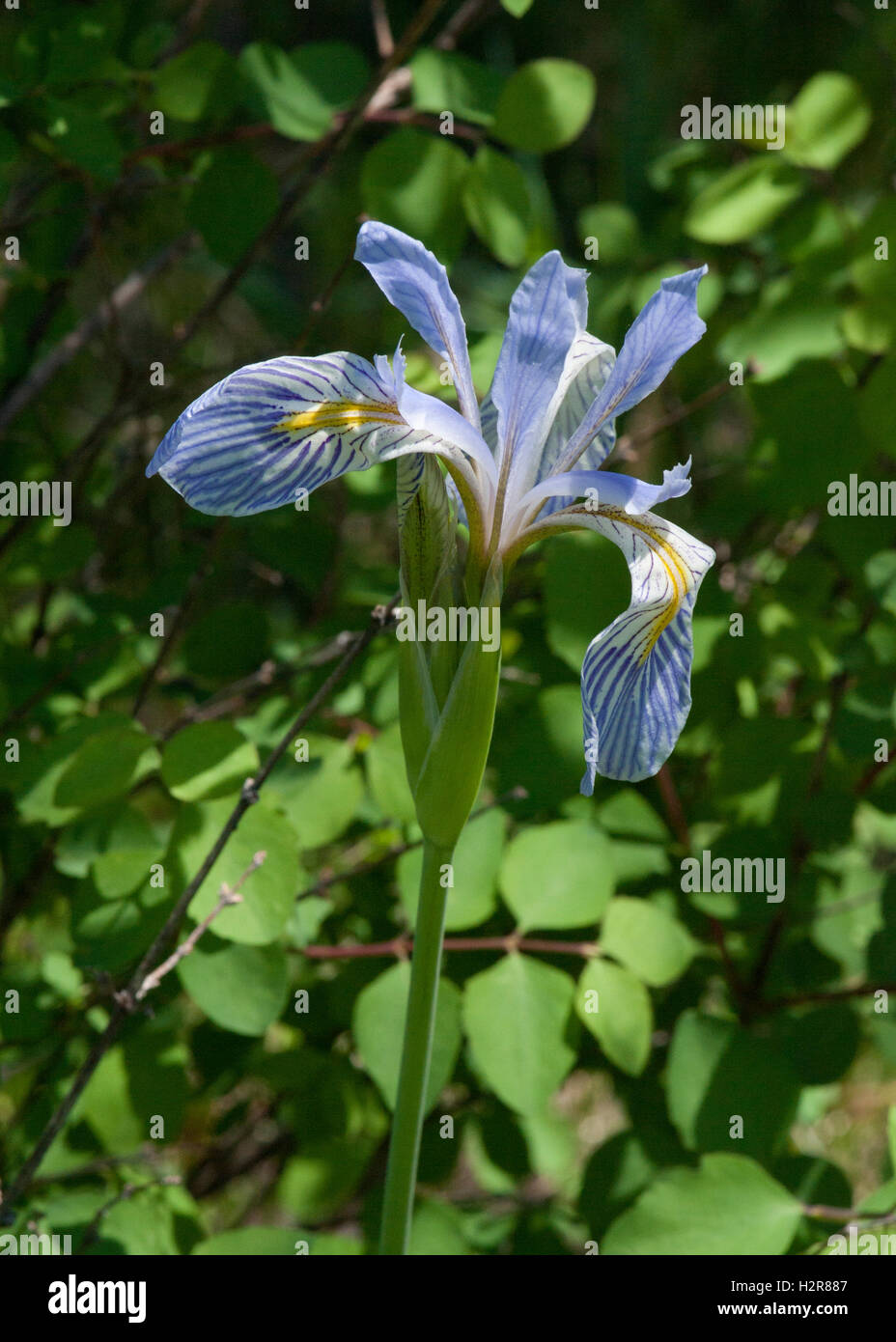 Iris missouriensis hi-res stock photography and images - Alamy