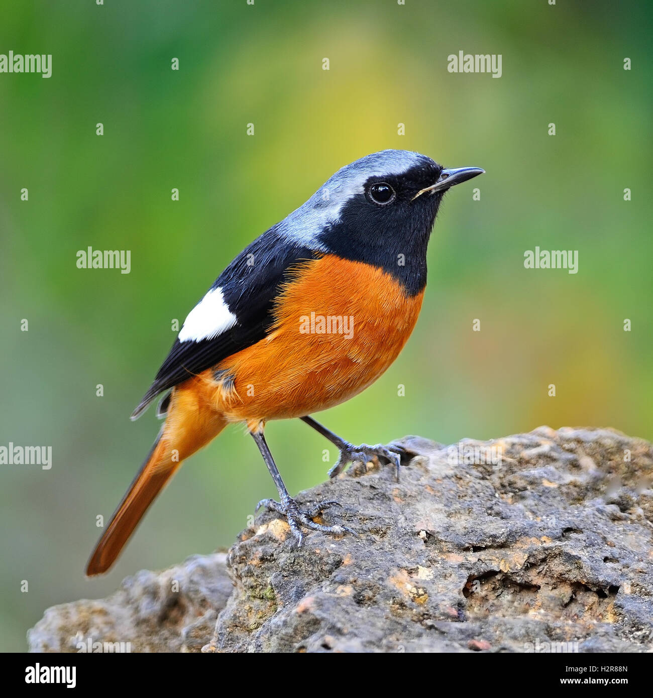 Daurian hi-res stock photography and images - Alamy