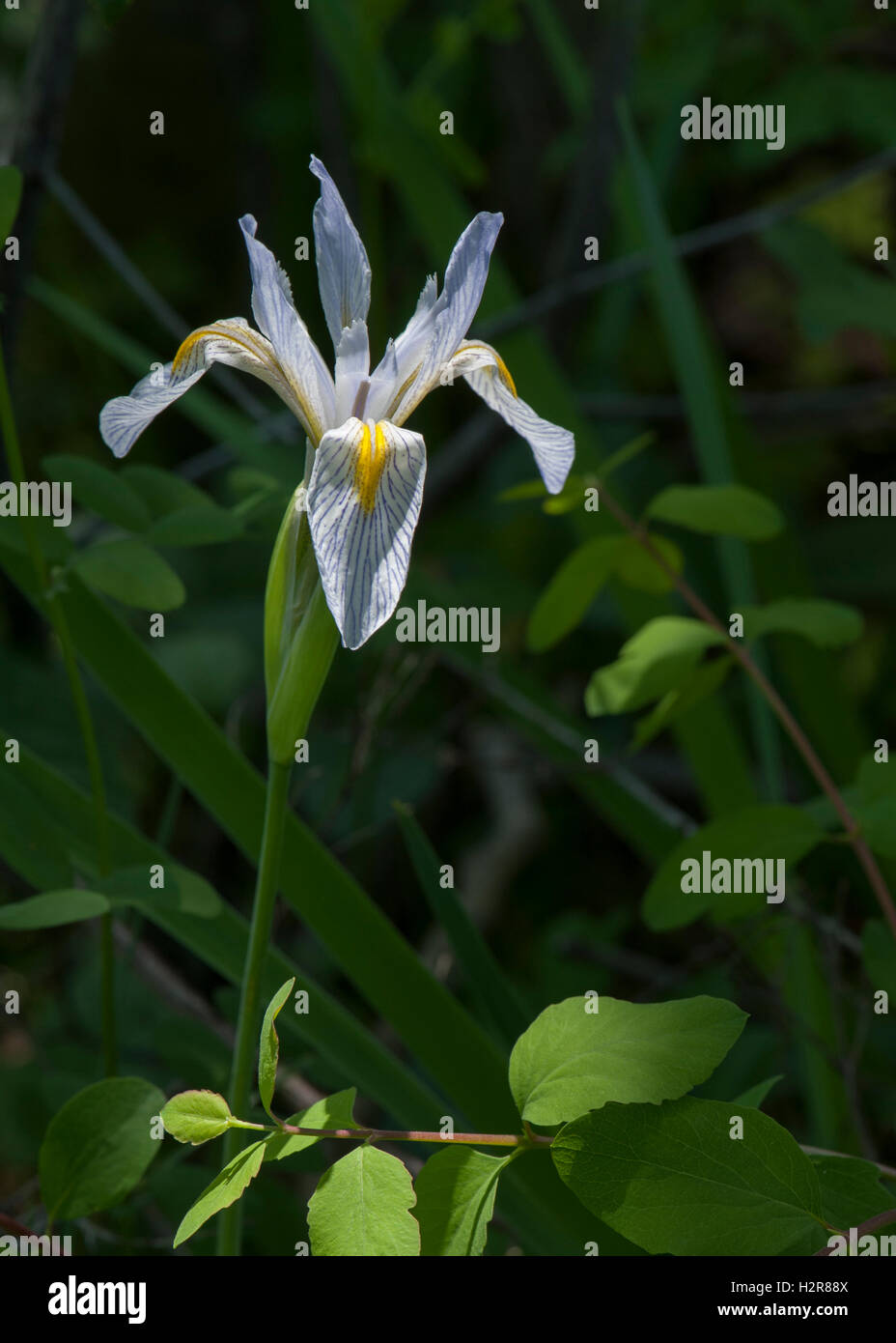 Rocky Mountain Iris (Iris missouriensis) growing near some aspen trees ...