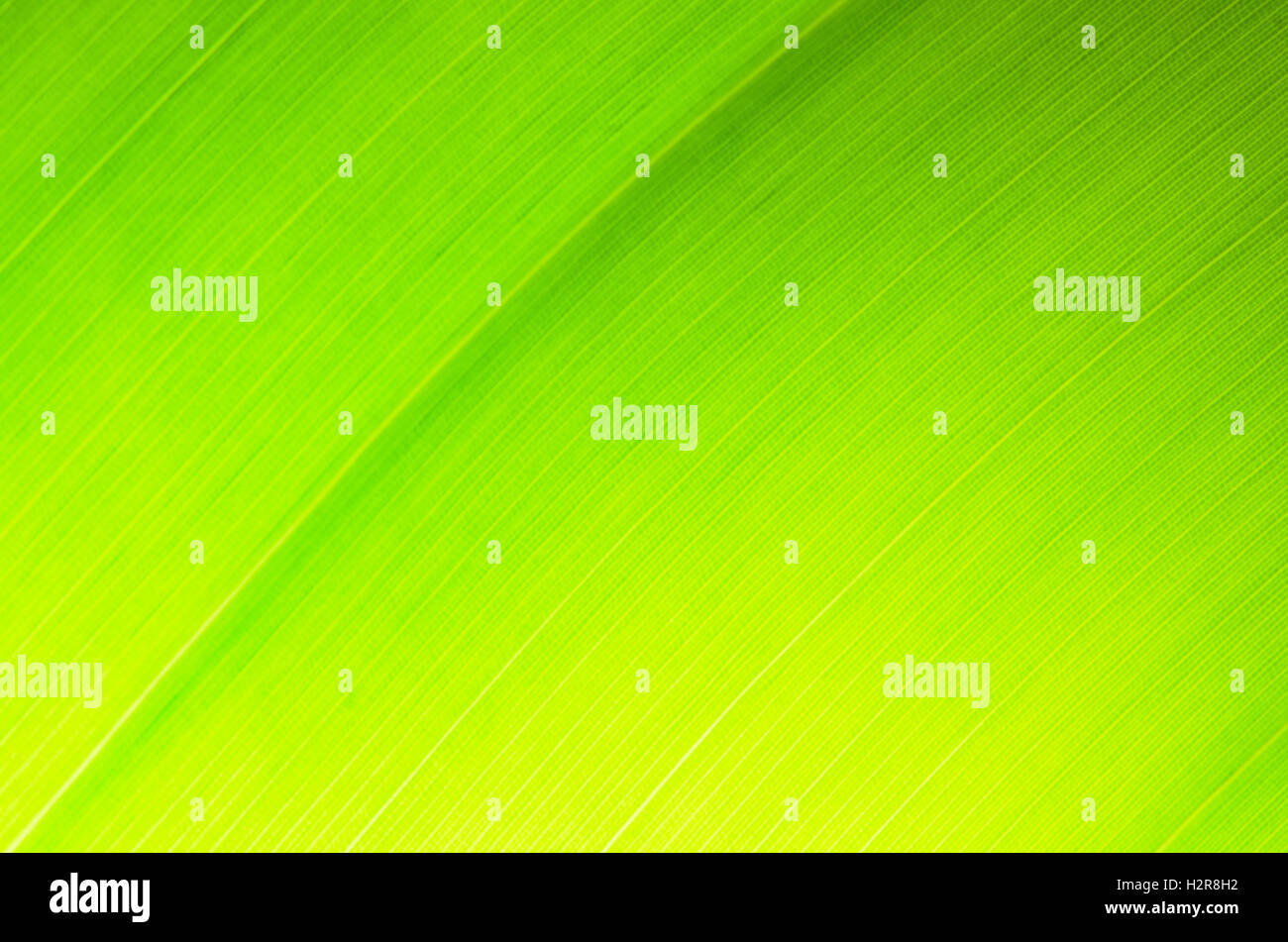 Abstract green leaf background hi-res stock photography and images - Alamy