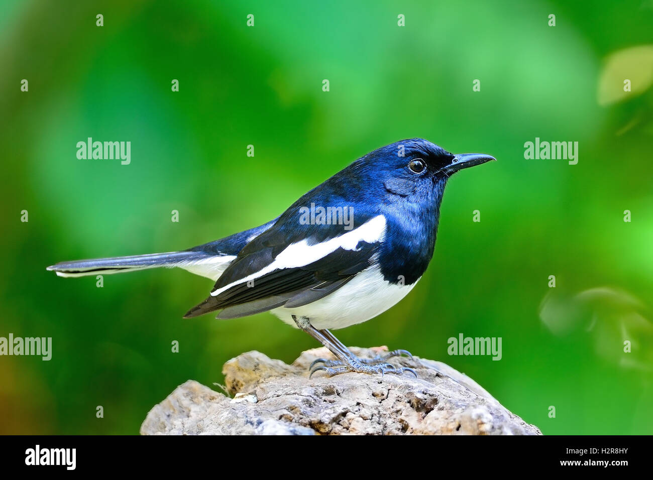male Oriental Magpie Robin Stock Photo - Alamy