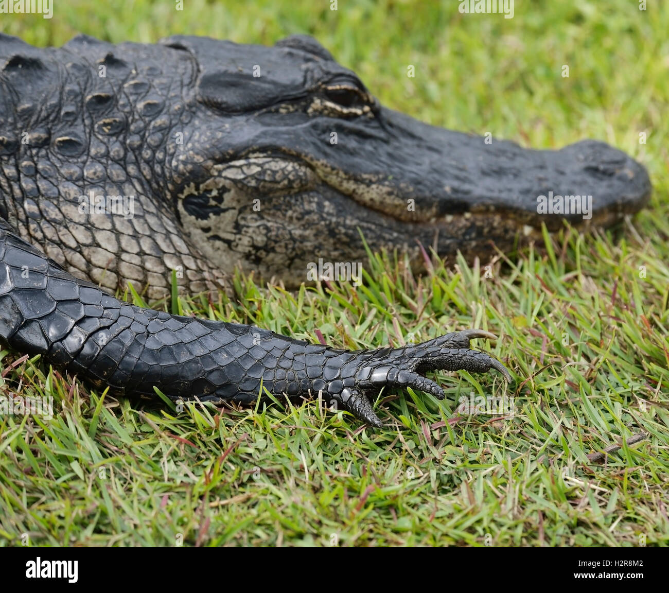 Alligator claw hi-res stock photography and images - Alamy