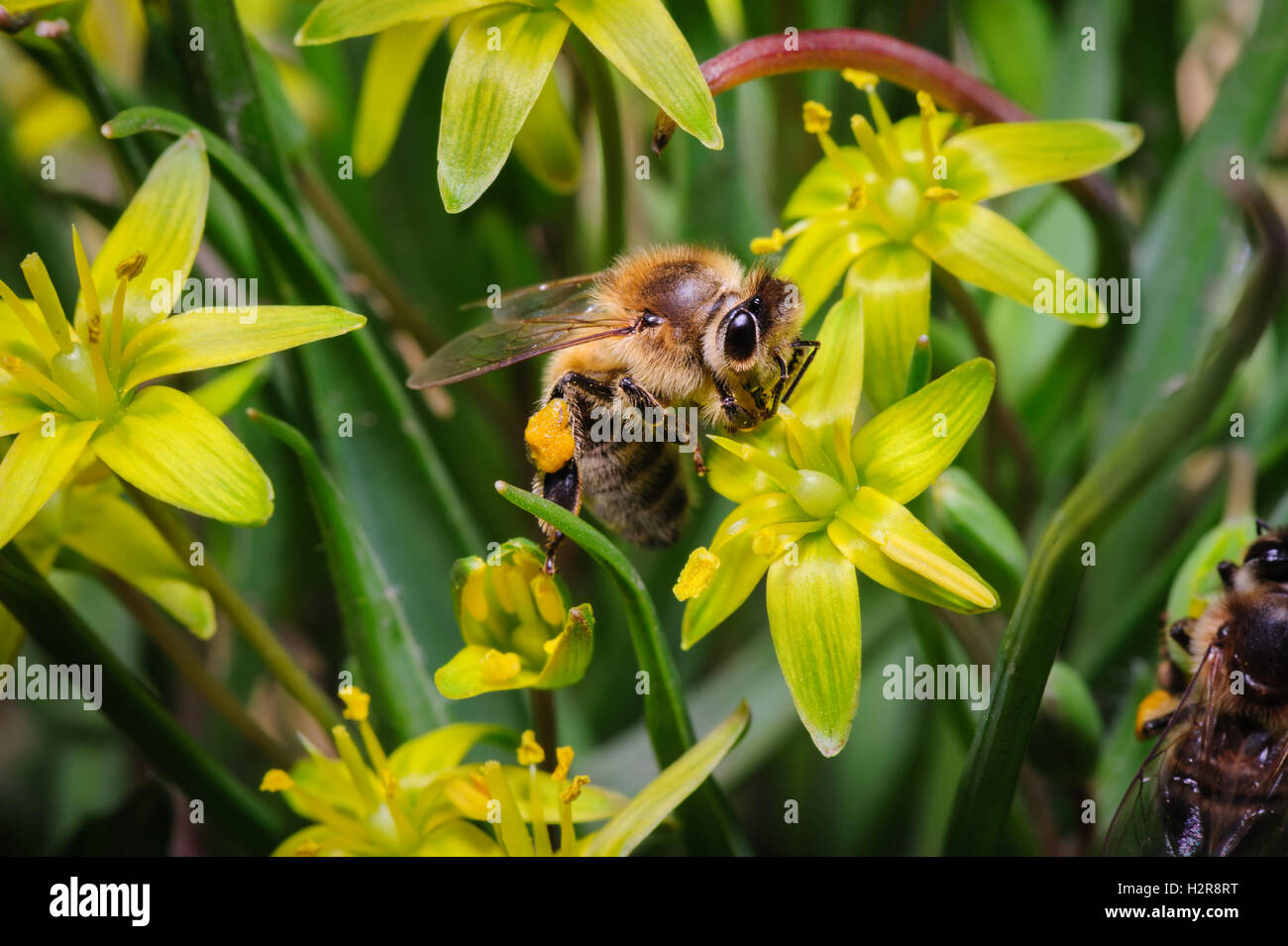 honey bee at yellow gage flowers Stock Photo - Alamy