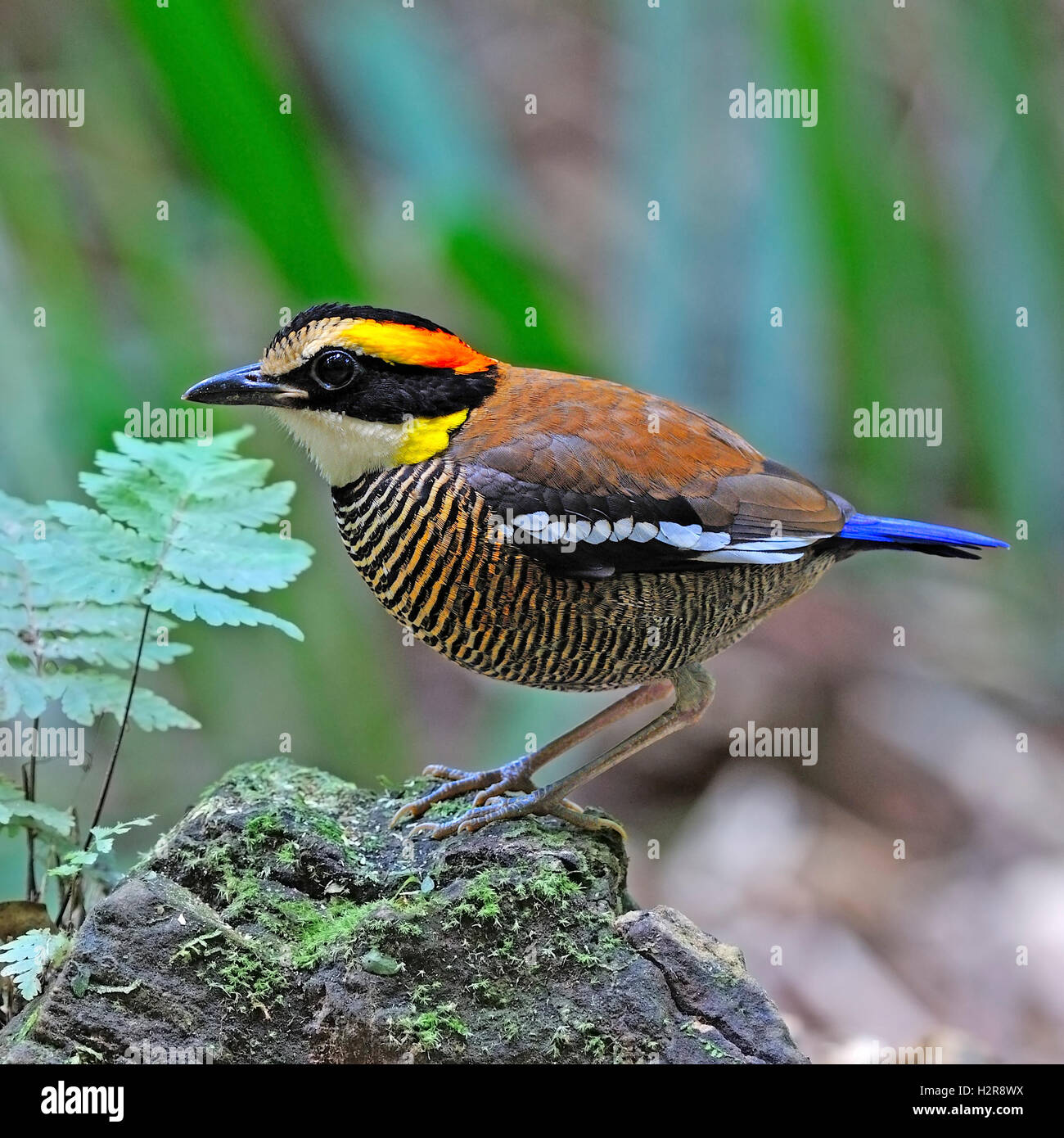 female Malayan Banded Pitta Stock Photo - Alamy