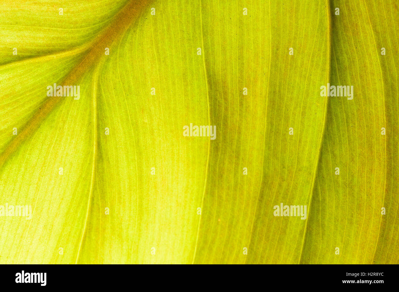 Green abstract leaf background hi-res stock photography and images - Alamy