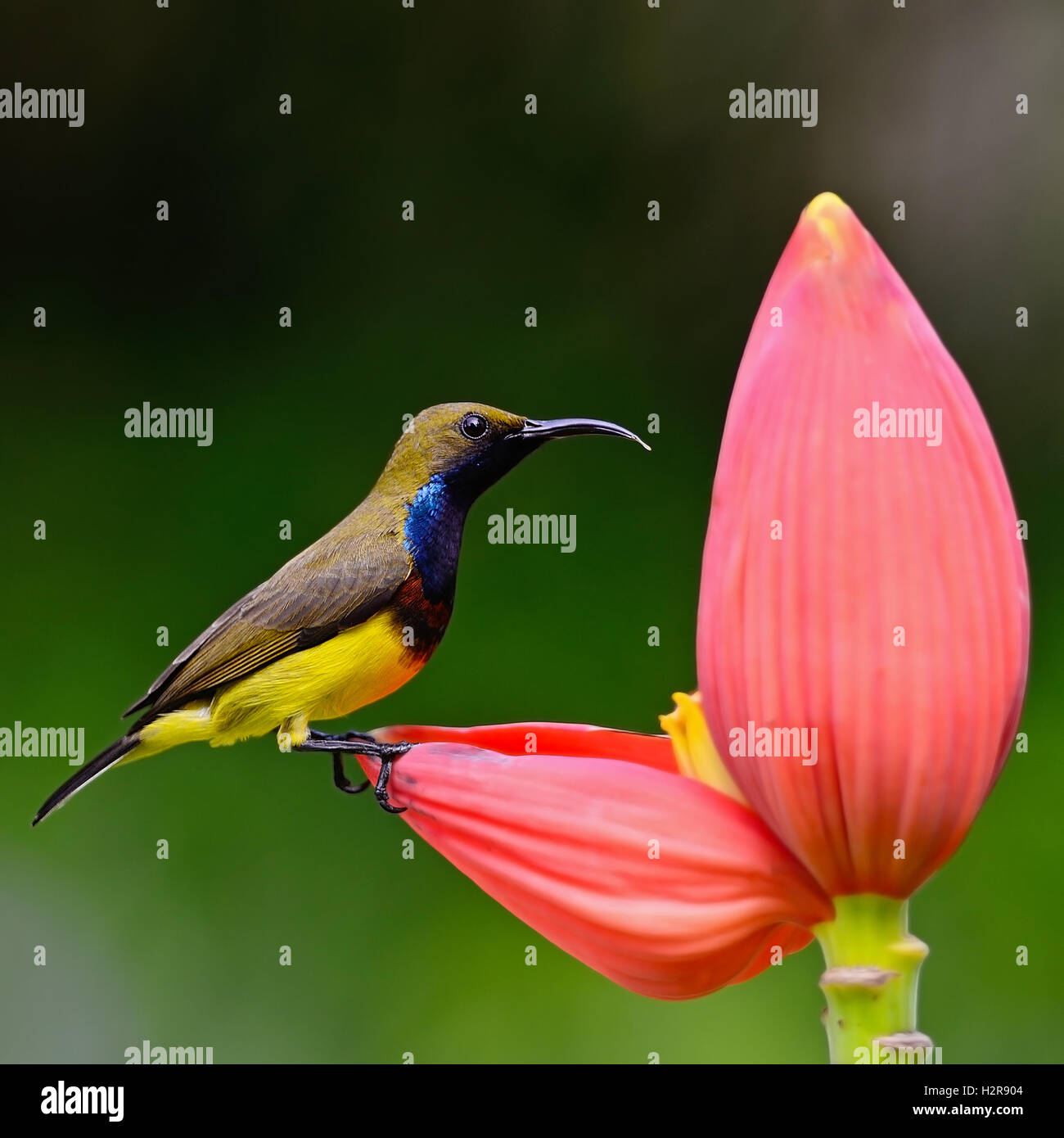 male Olive-backed Sunbird Stock Photo - Alamy