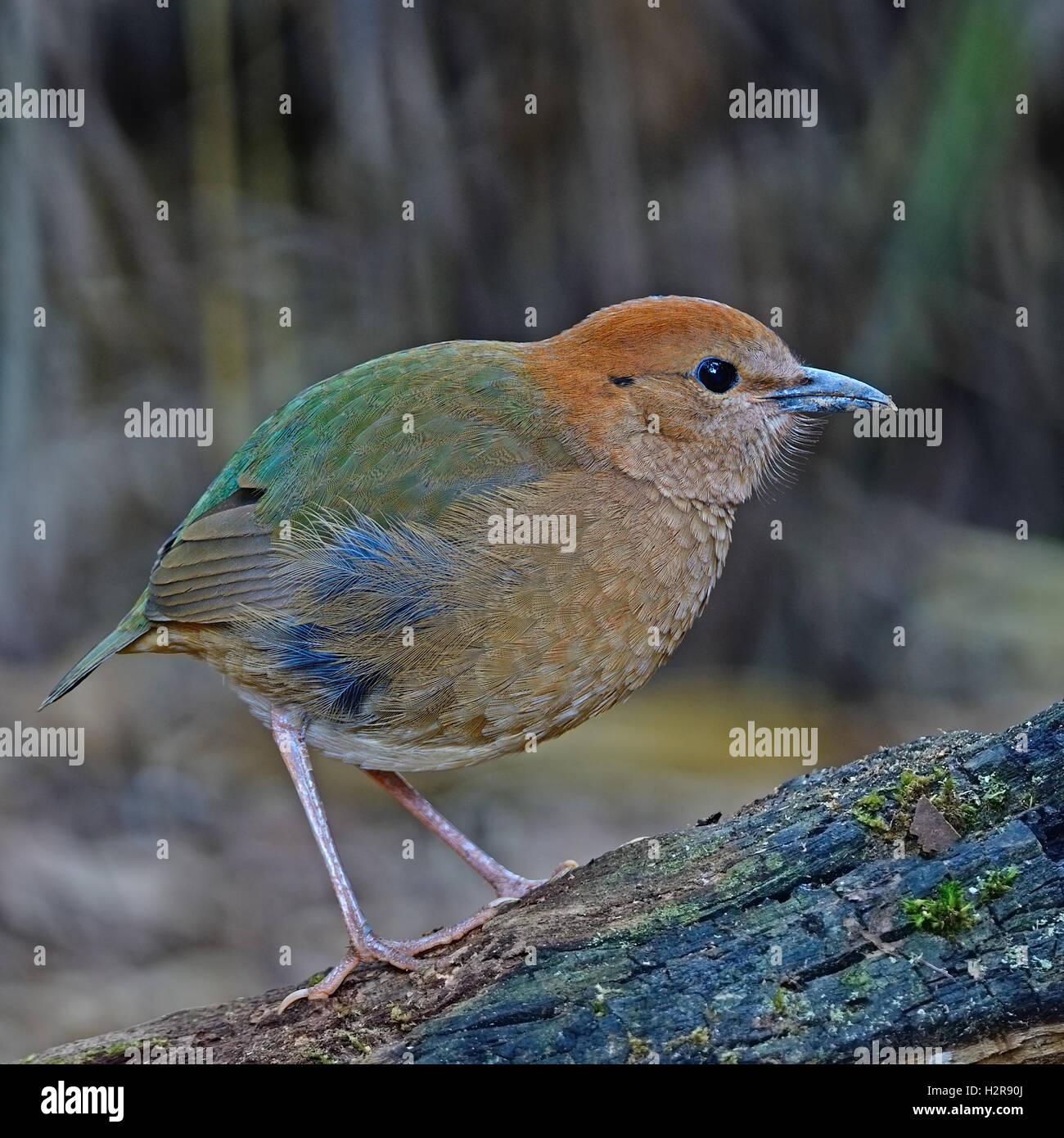 female Rusty-naped Pitta Stock Photo - Alamy