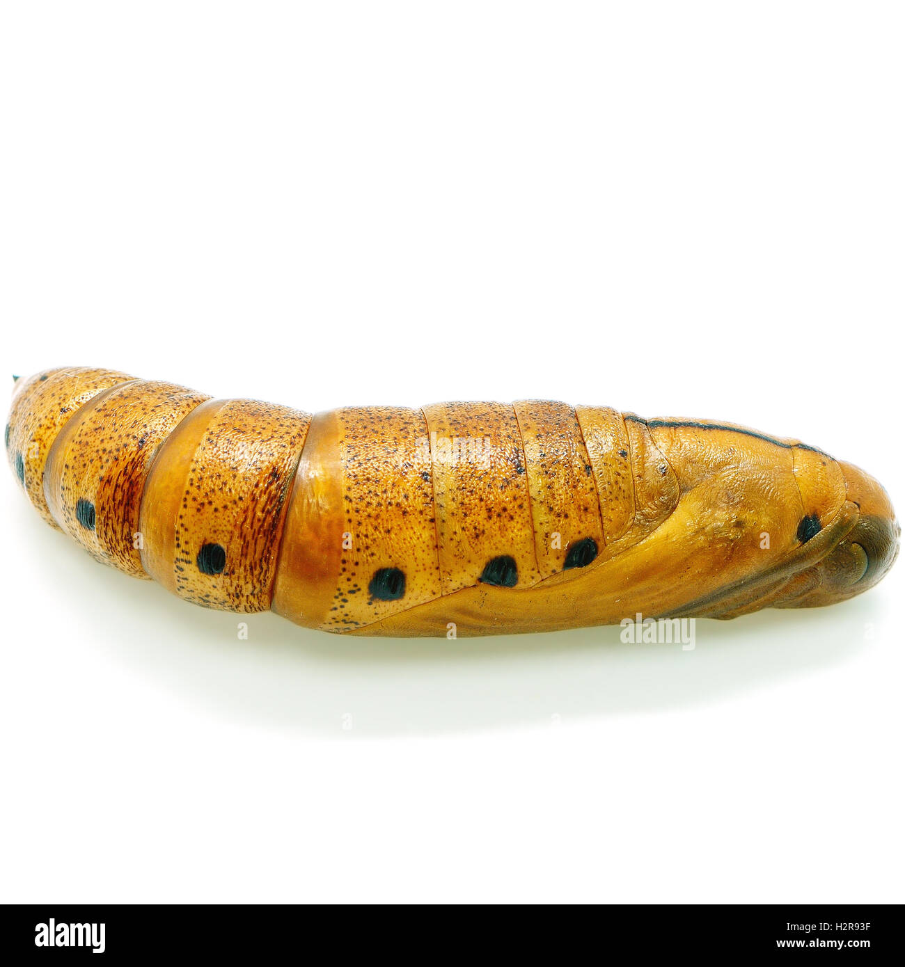 Pupa moth hi-res stock photography and images - Alamy