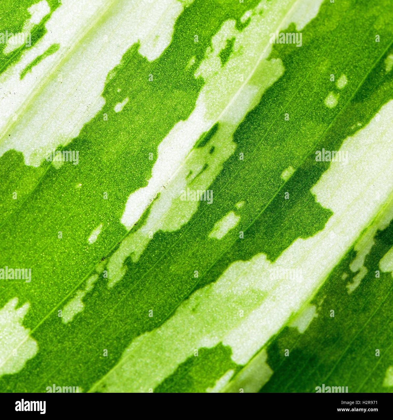Abstract of green leaf hi-res stock photography and images - Alamy