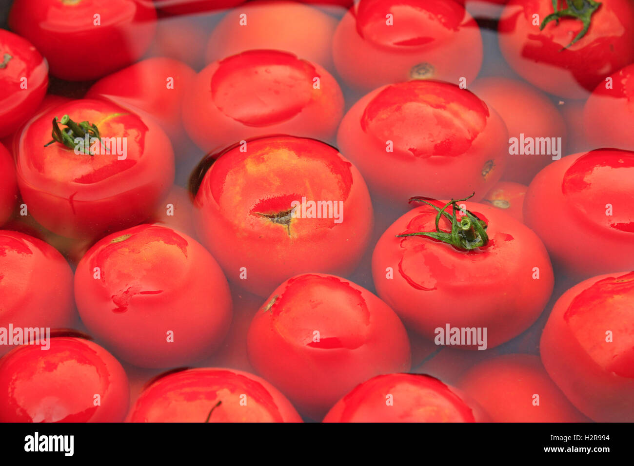ripe washed tomatoes in the water prepared for preservation Stock Photo ...