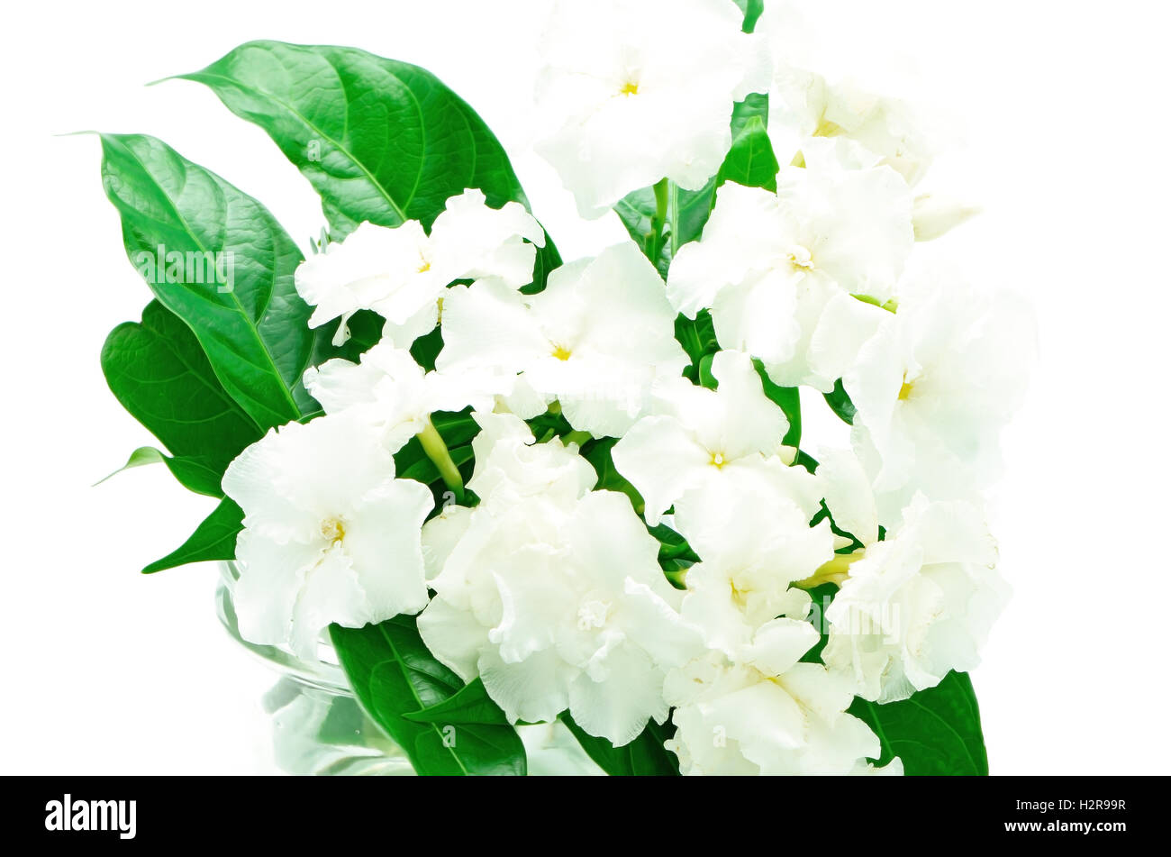 Crepe jasmine flower hi-res stock photography and images - Alamy