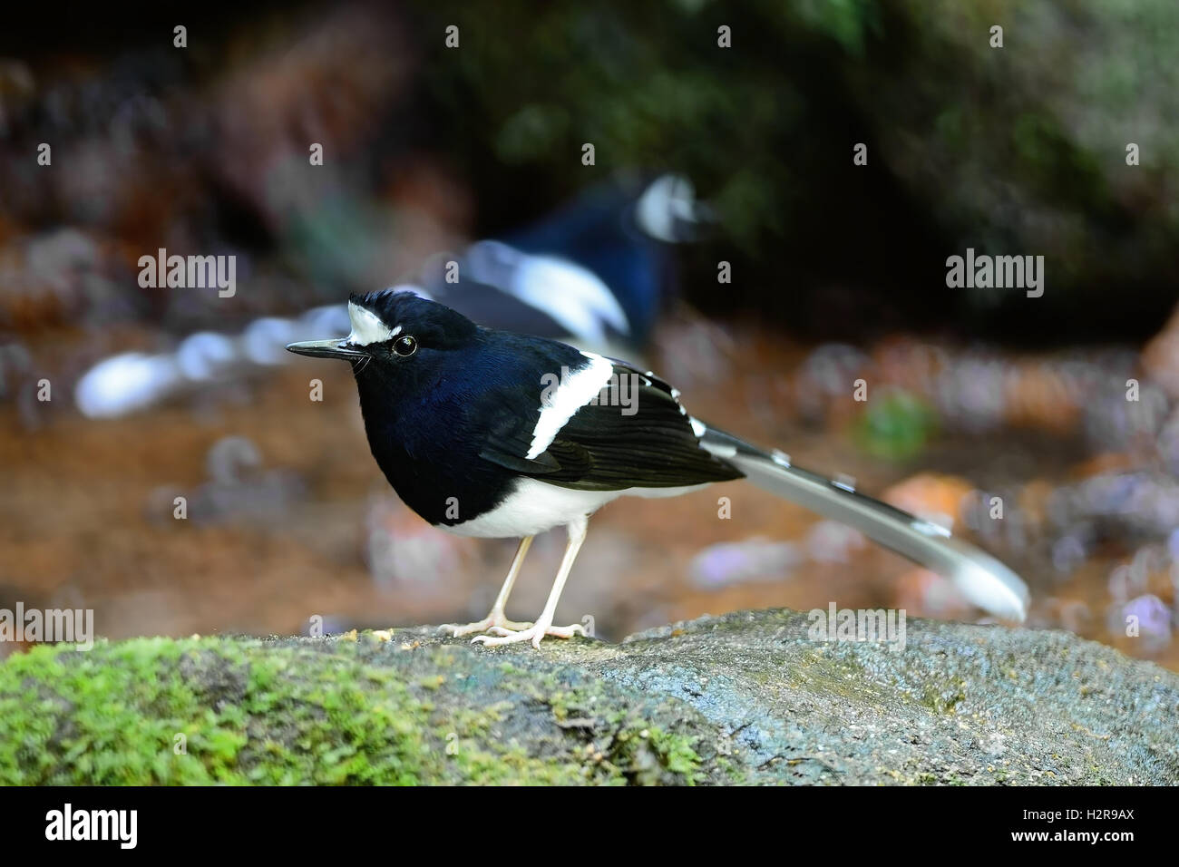 Forktail bird hi-res stock photography and images - Alamy