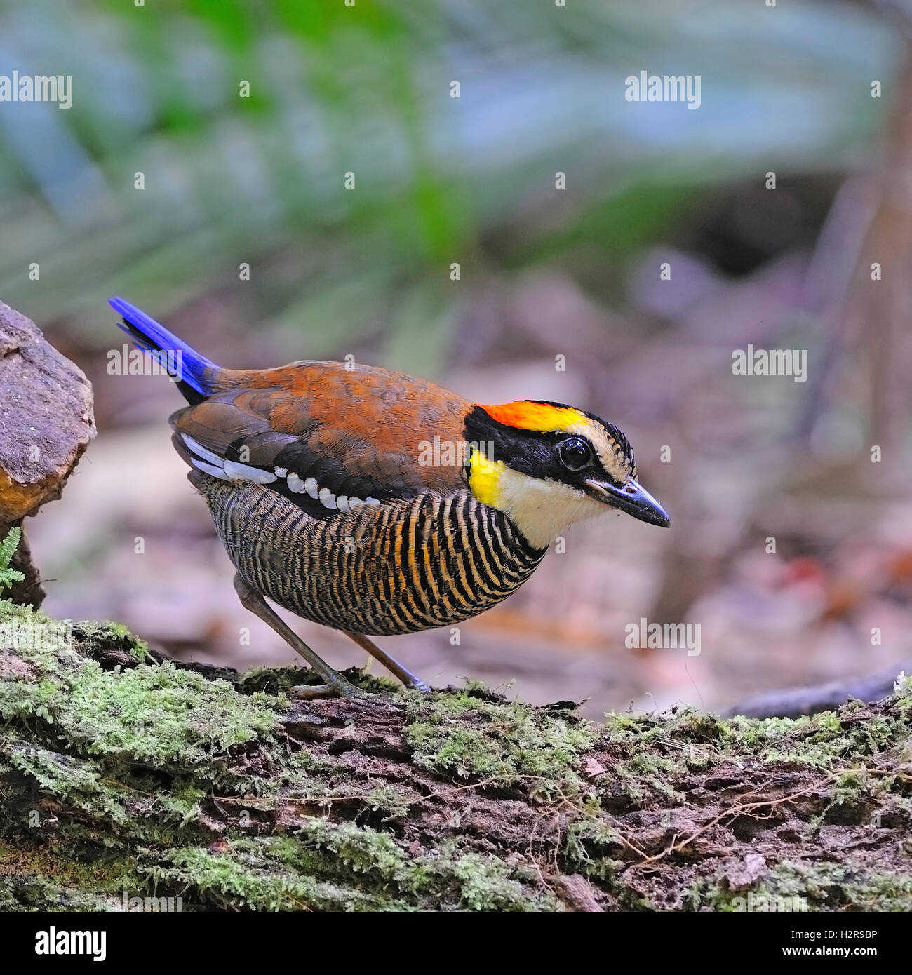 female Malayan Banded Pitta Stock Photo - Alamy