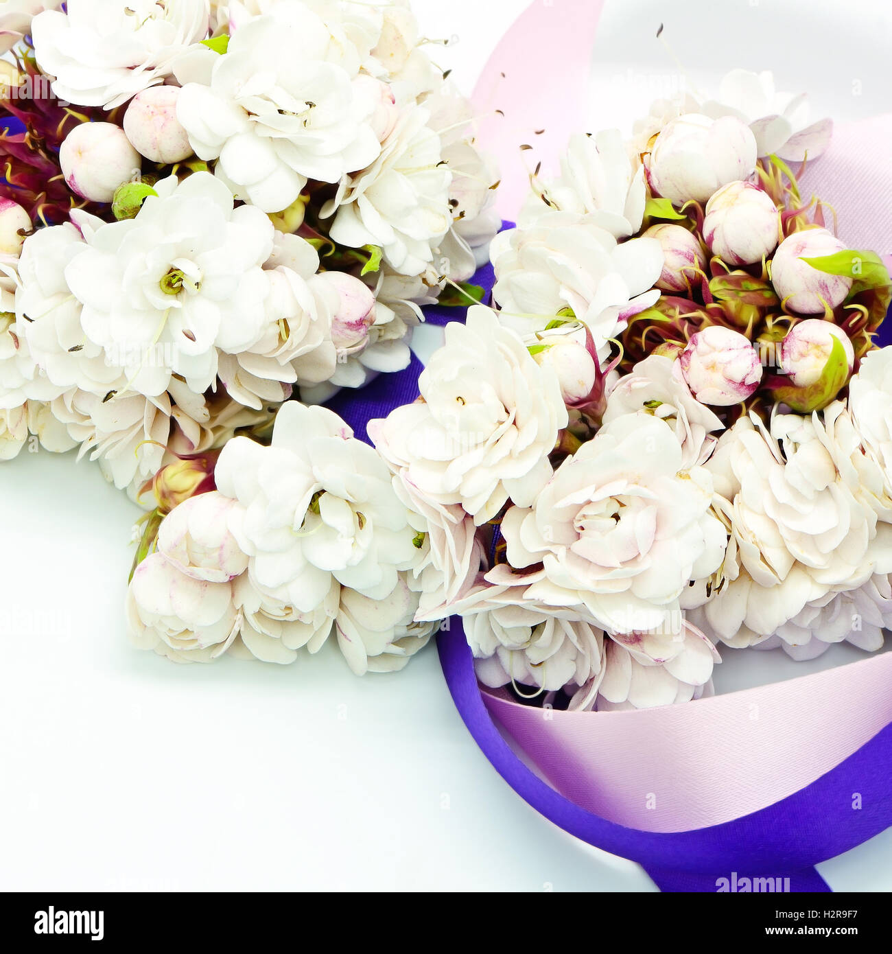 Glory Bower flower Stock Photo - Alamy