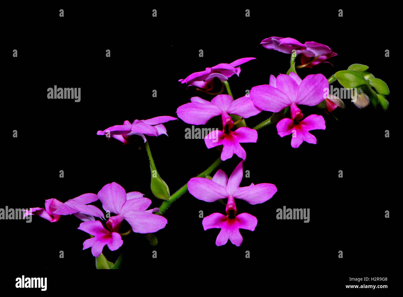 Calanthe orchid flower exotic hi-res stock photography and images - Alamy