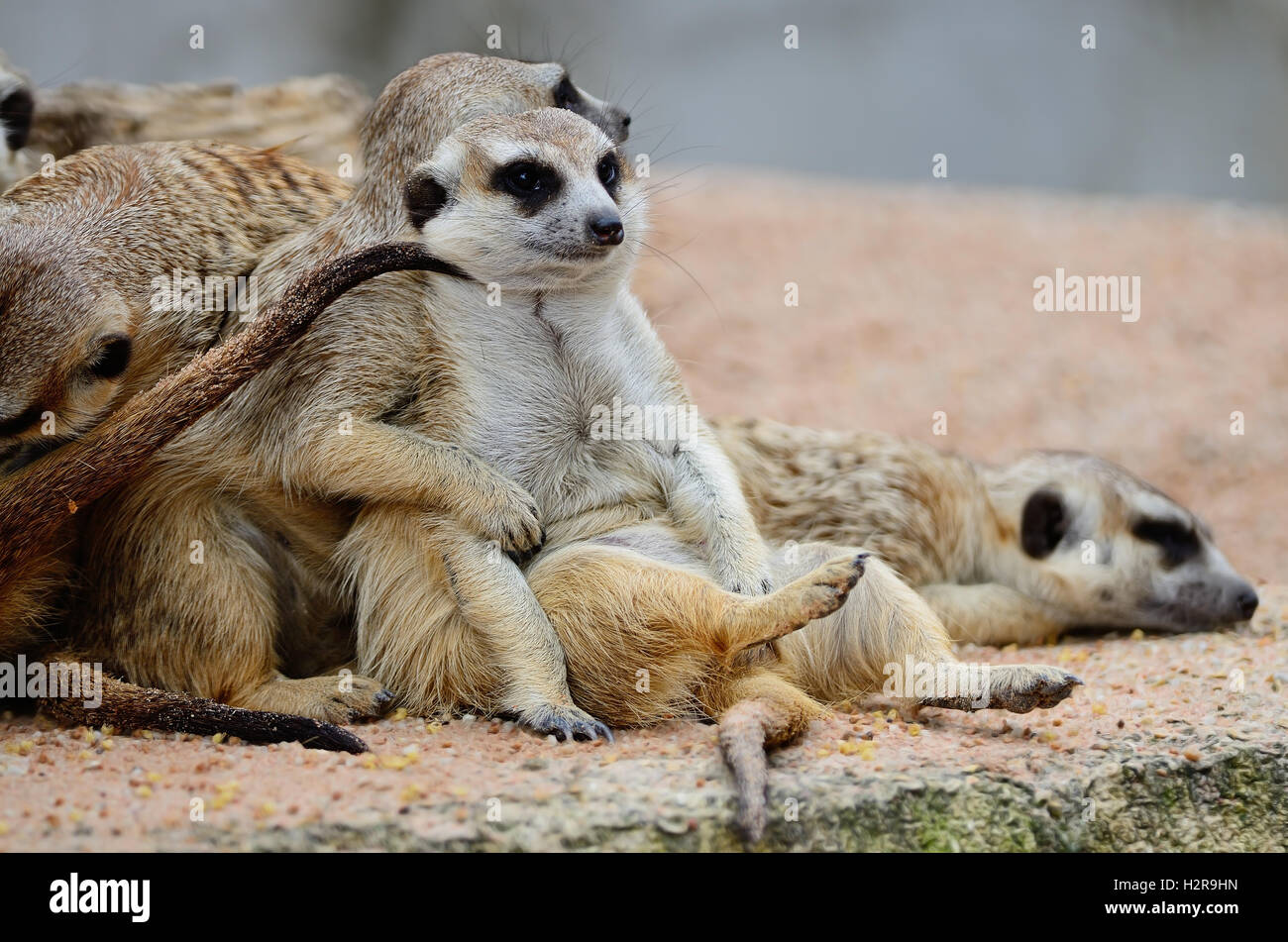 African meerkat hi-res stock photography and images - Alamy