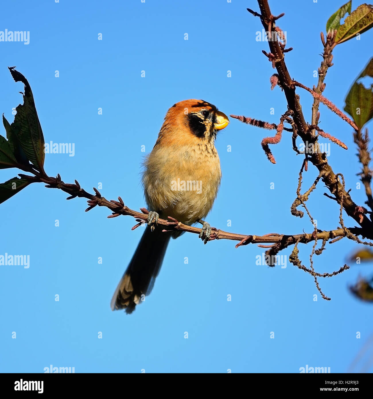 Black breasted parrotbill hi-res stock photography and images - Alamy