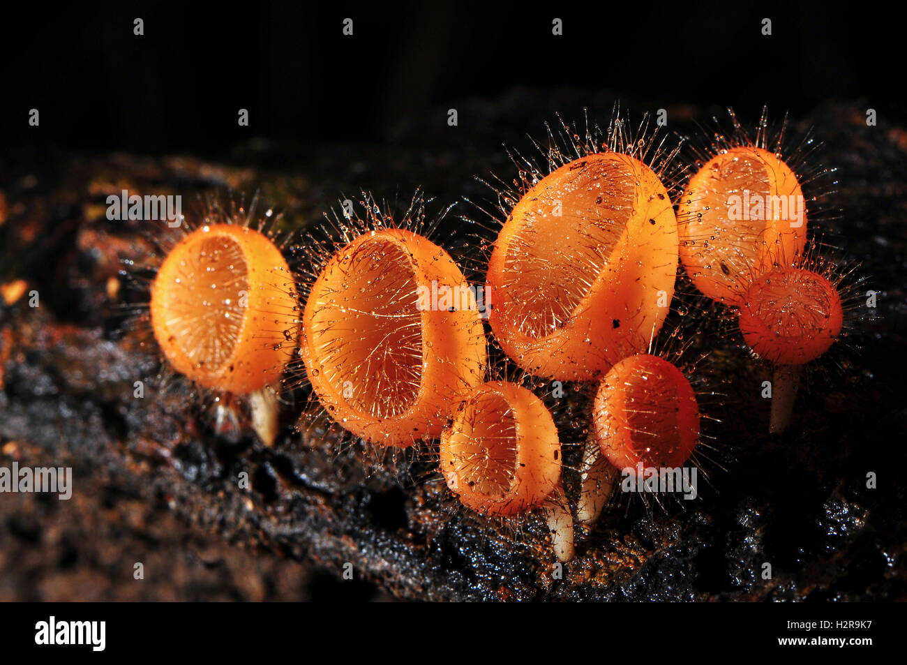 Beauty of fungi hi-res stock photography and images - Alamy