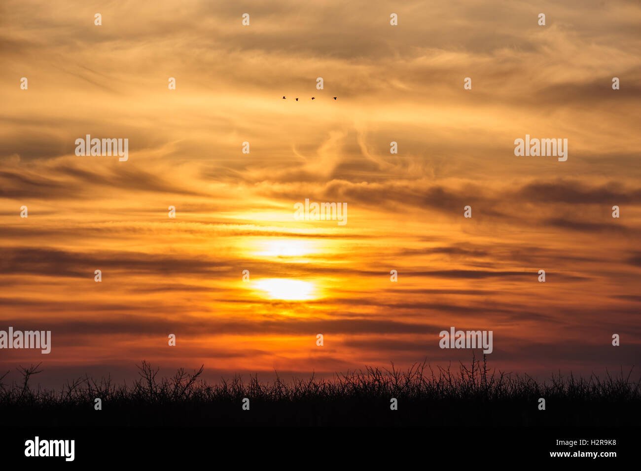 flying birds on dramatic sunset background Stock Photo - Alamy