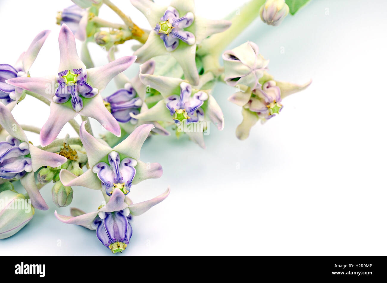 Bud crown hi-res stock photography and images - Alamy