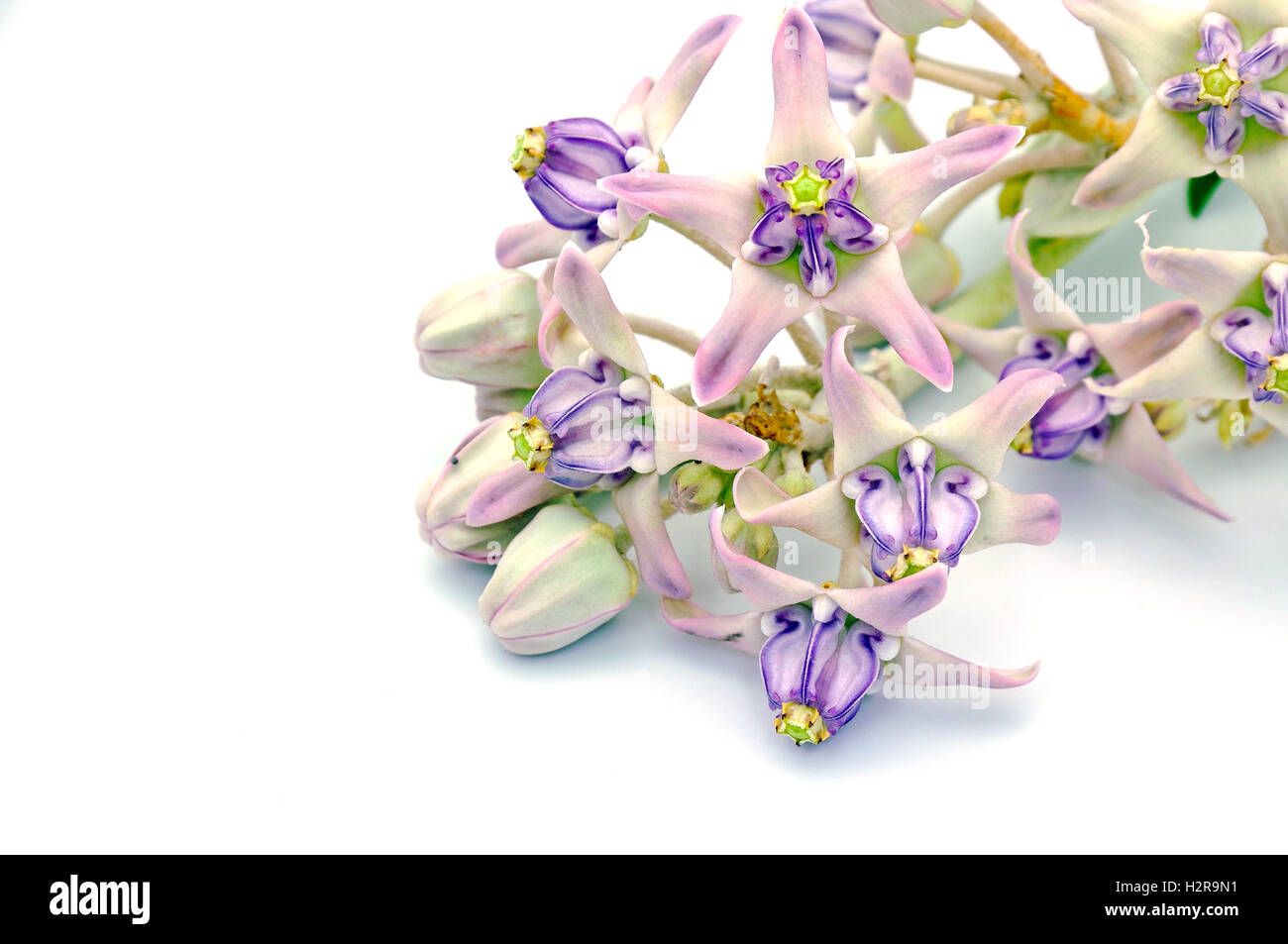 Crown bud hi-res stock photography and images - Alamy