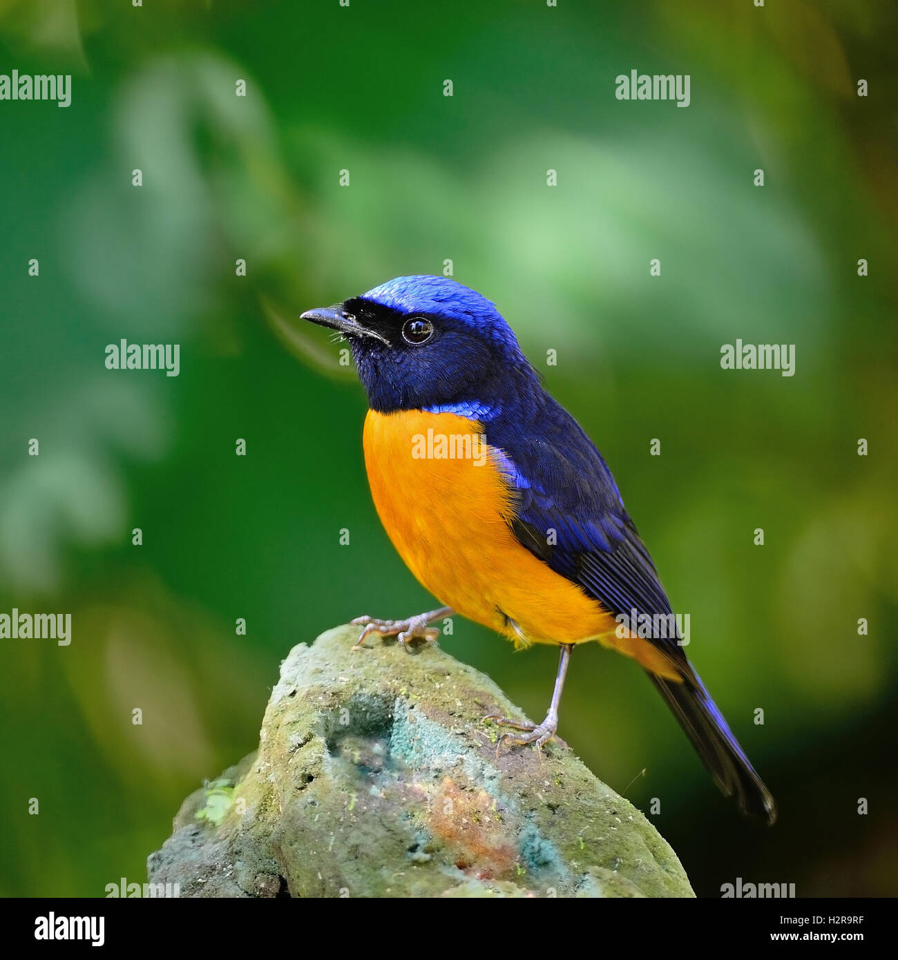 male Rufous-bellied Niltava Stock Photo - Alamy