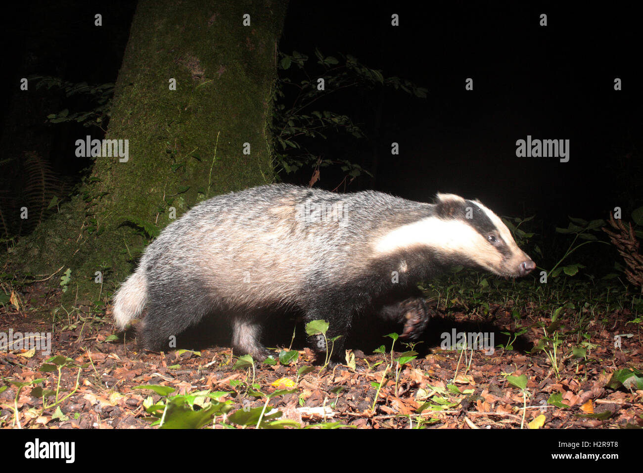 European badger fighting hi-res stock photography and images - Alamy